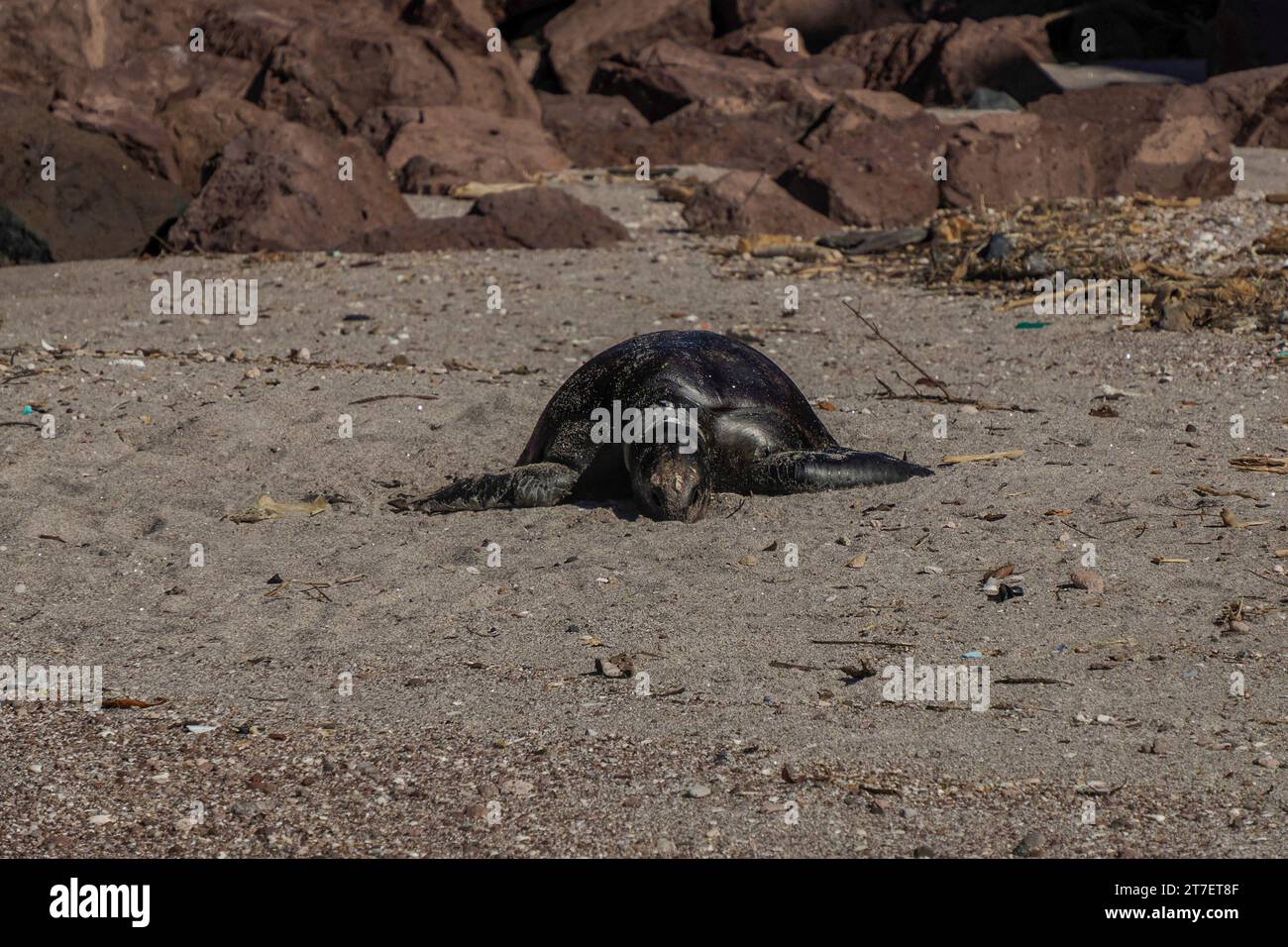 A Dead turtle on the beach of baja california Stock Photo - Alamy