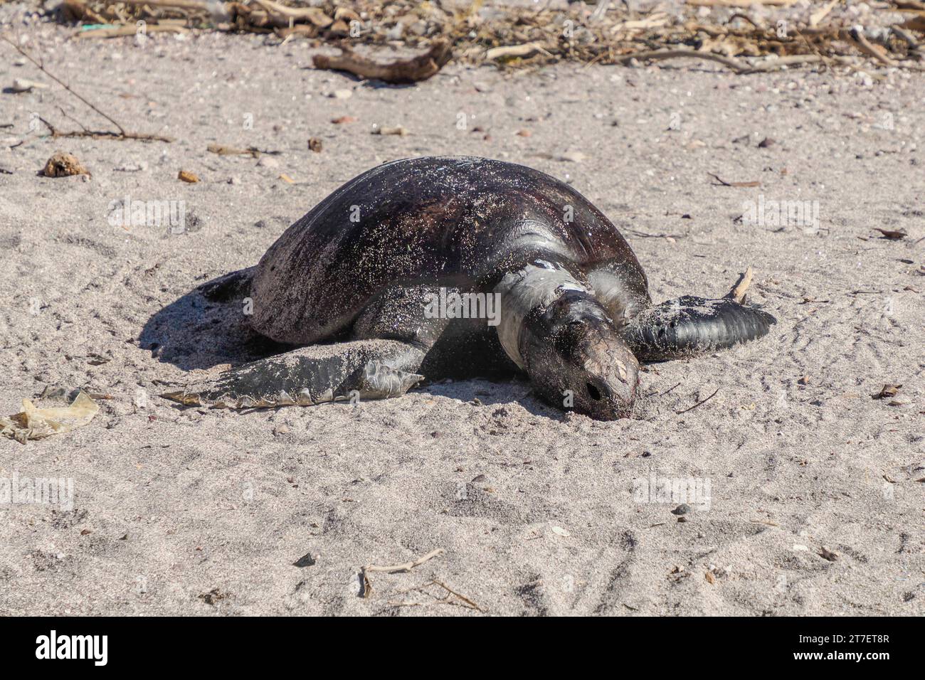 A Dead turtle on the beach of baja california Stock Photo - Alamy