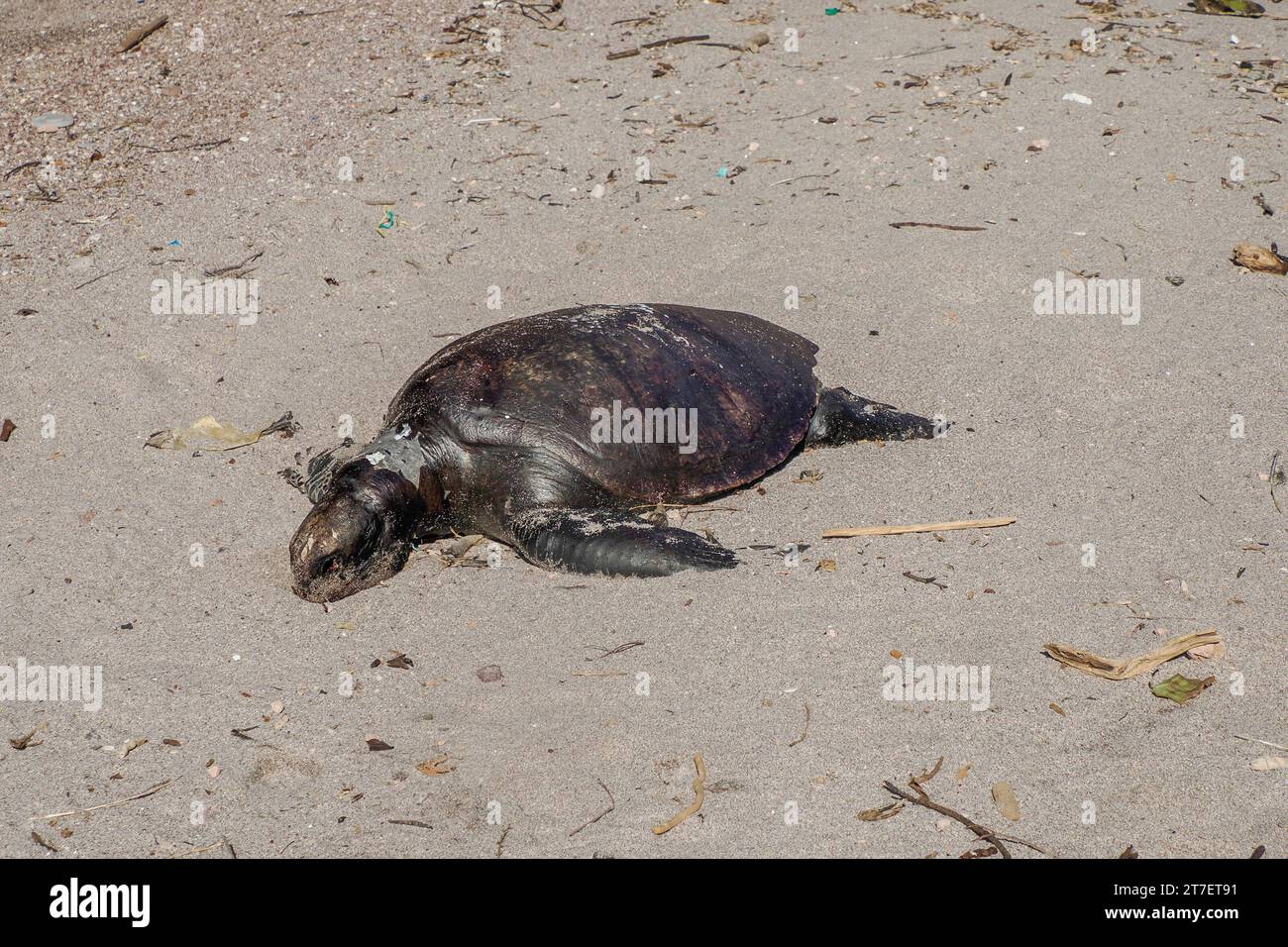 A Dead turtle on the beach of baja california Stock Photo - Alamy