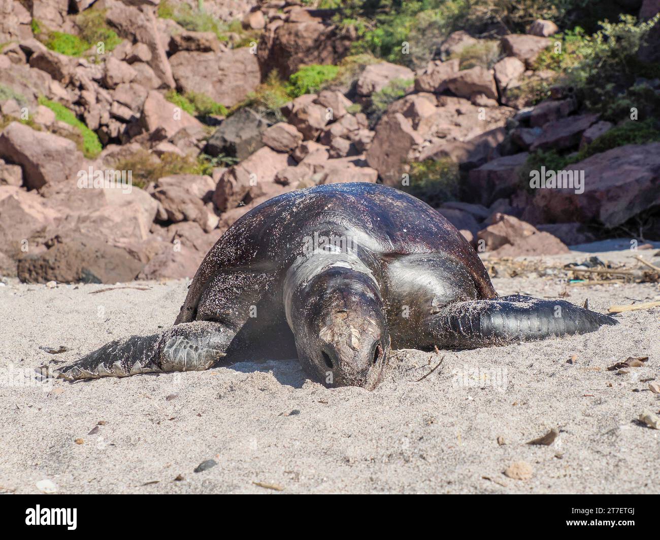 A Dead turtle on the beach of baja california Stock Photo - Alamy
