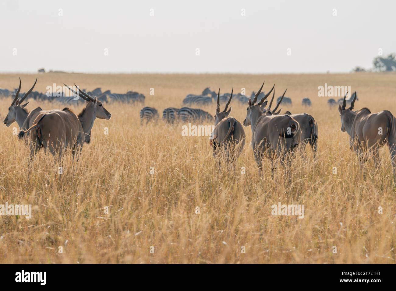 Giant Eland Antelopes in Masai Mara Kenya Africa Stock Photo - Alamy