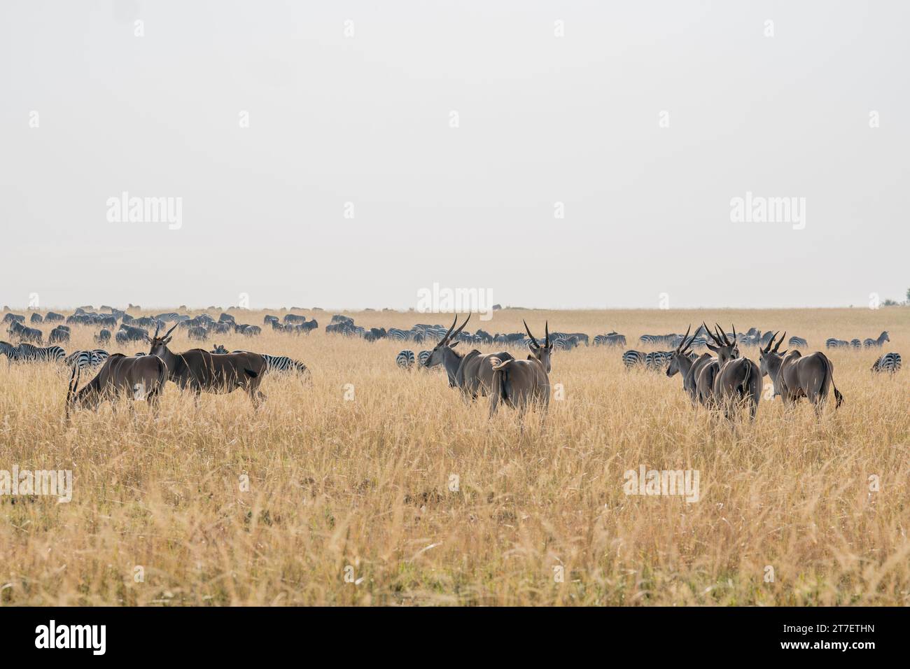Giant Eland Antelopes in Masai Mara Kenya Africa Stock Photo - Alamy