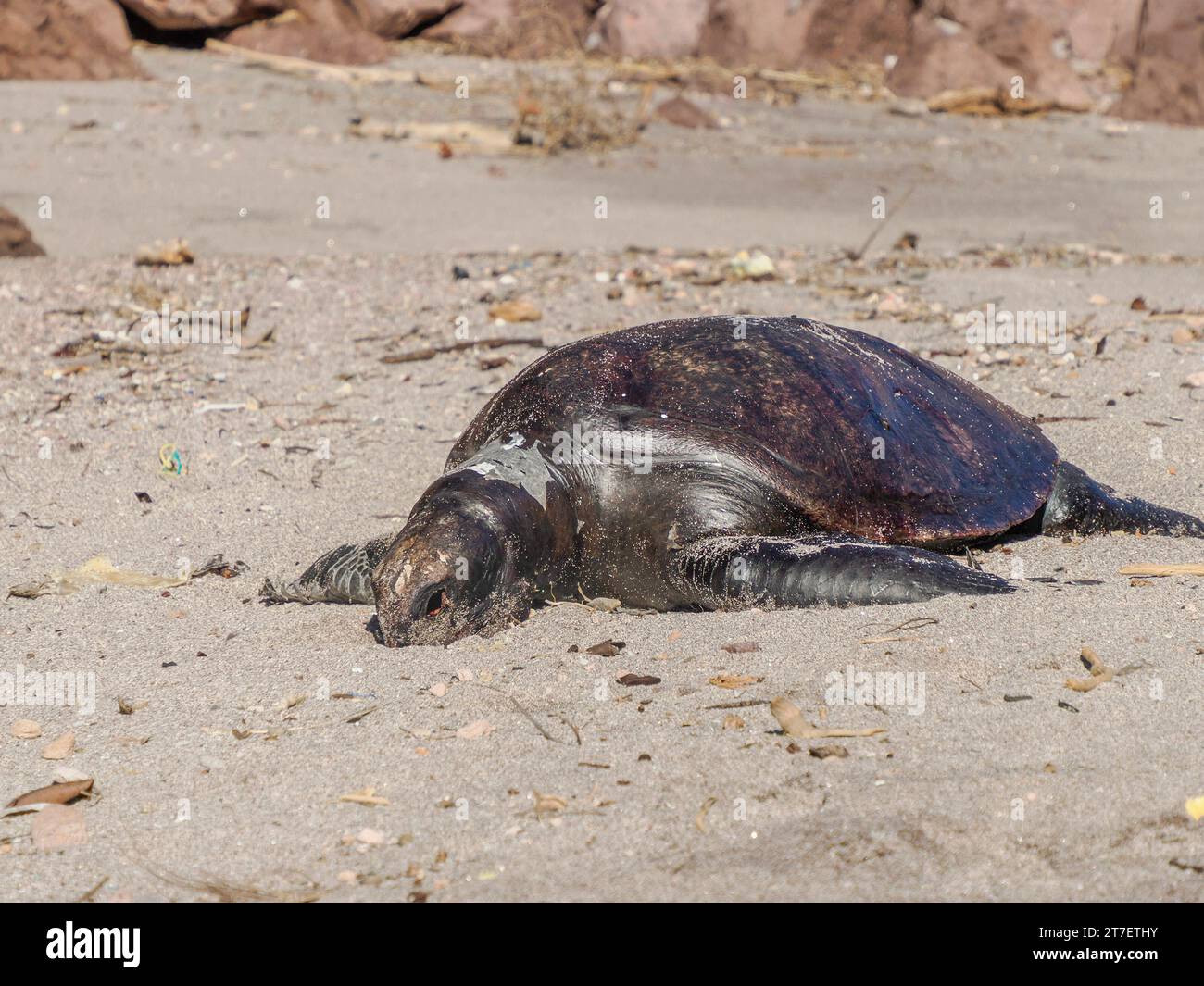 Dead rotten turtle hi-res stock photography and images - Alamy