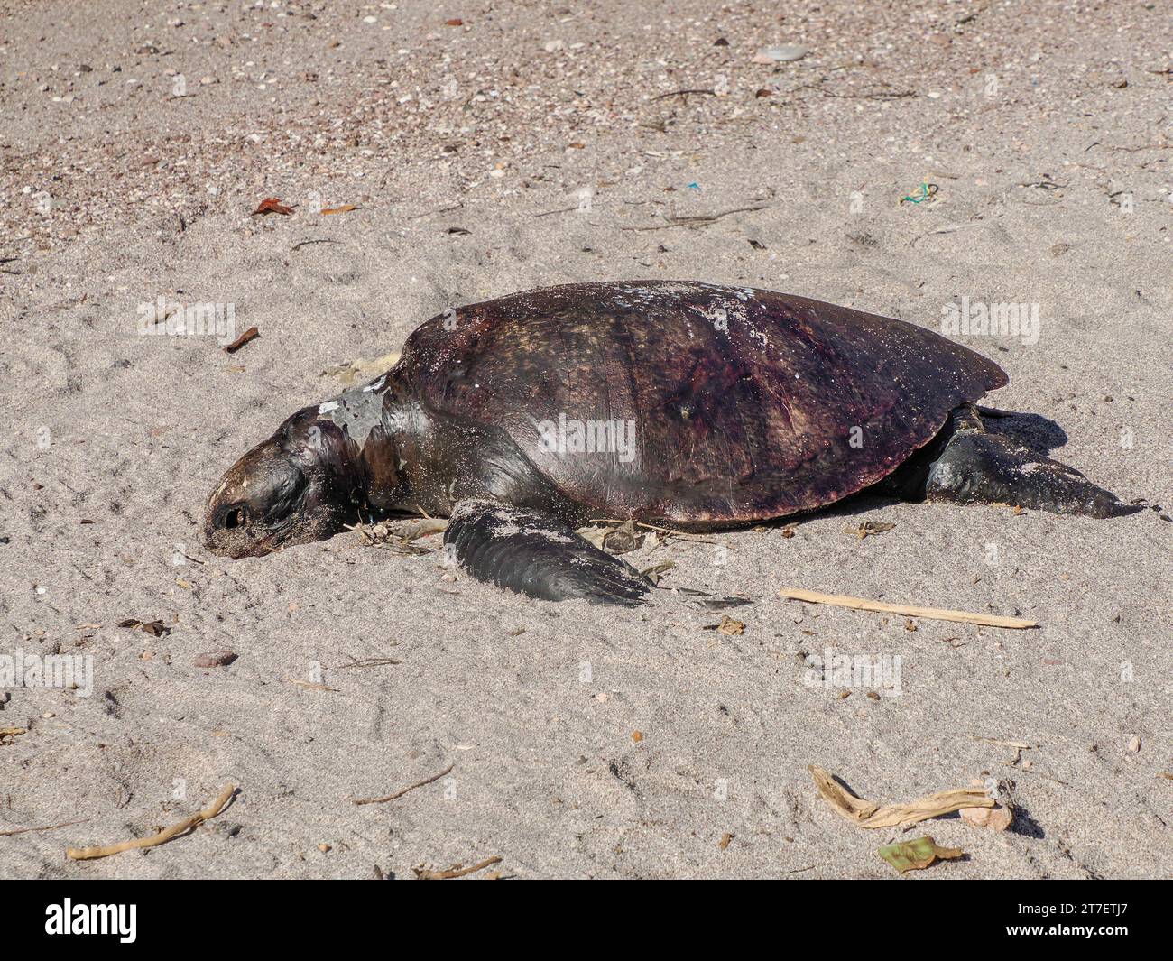A Dead turtle on the beach of baja california Stock Photo - Alamy