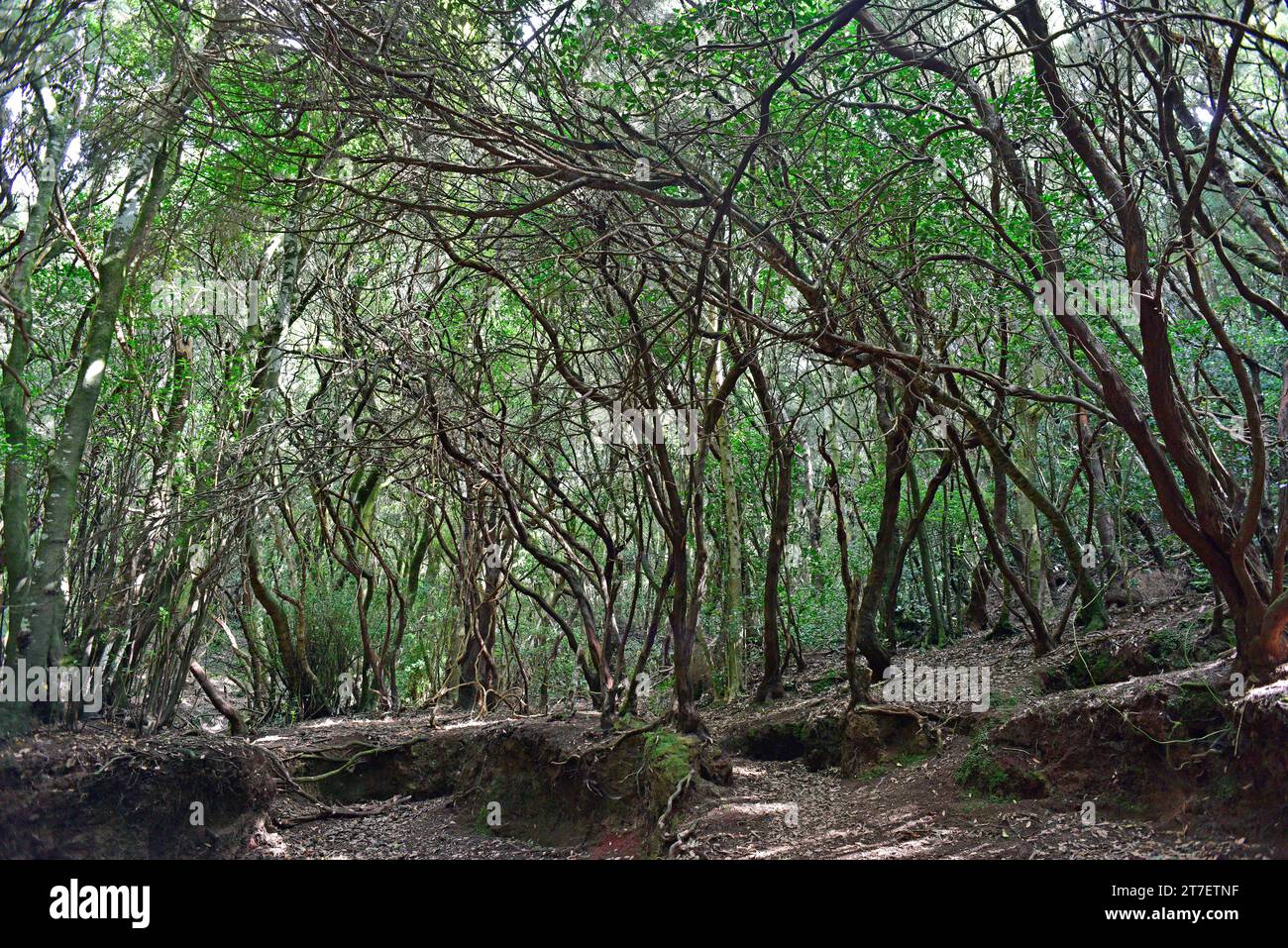 Brezo canario (Erica canariensis) is a shrub or small tree endemic to ...