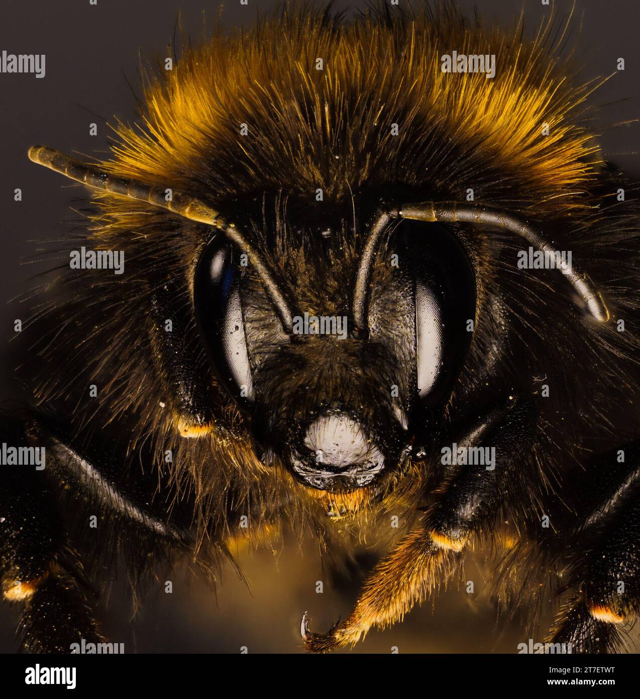 macro of a bee, portrait of a bee collecting honey Stock Photo - Alamy