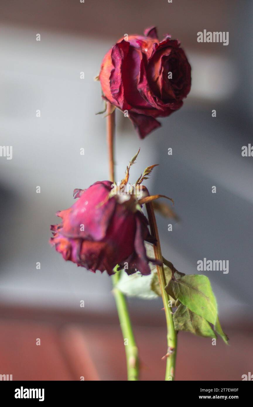 Dramatic themed roses, withered and lifeless roses, still life, coppy ...