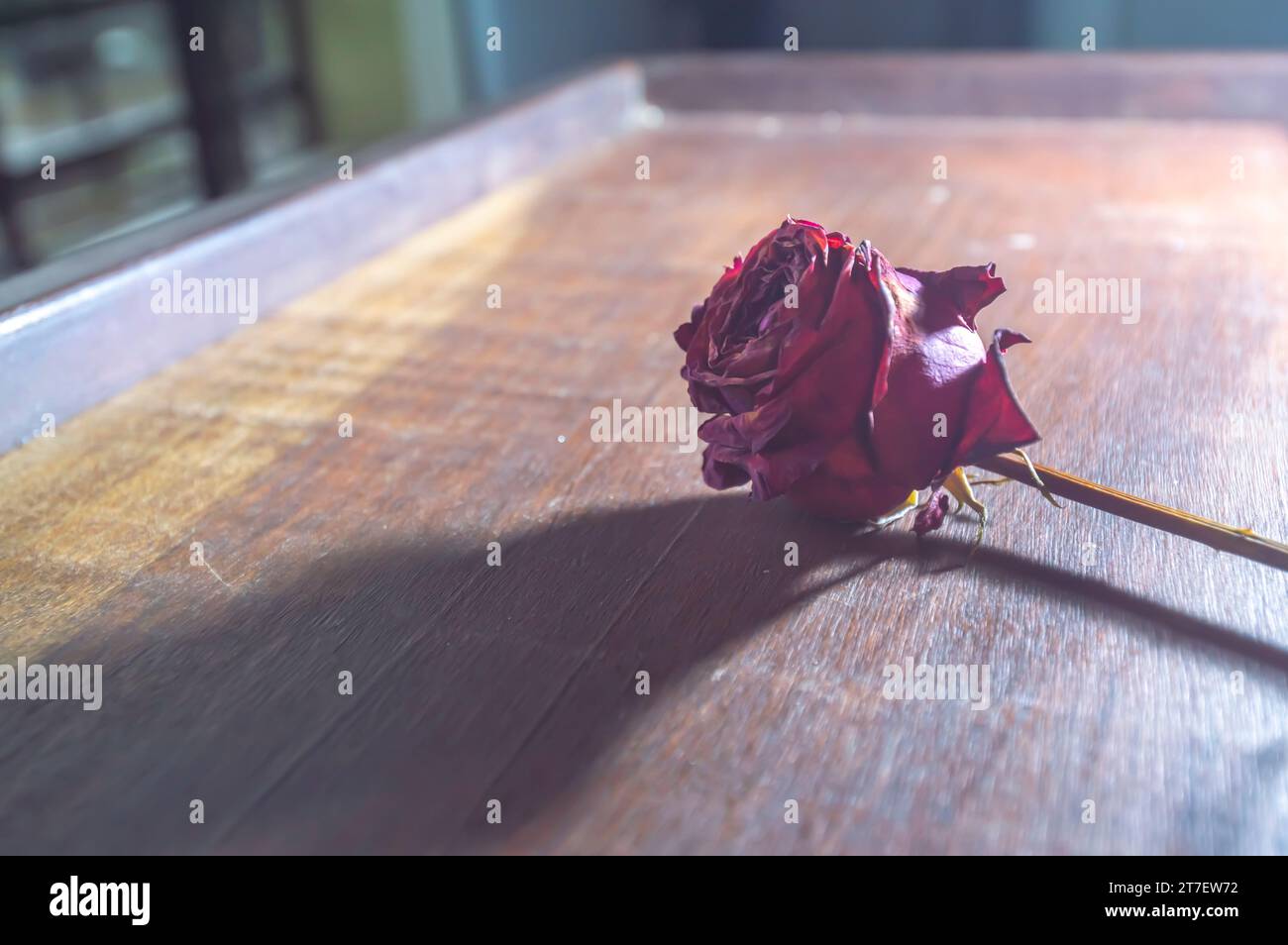 Dramatic themed roses, withered and lifeless roses, still life, coppy ...