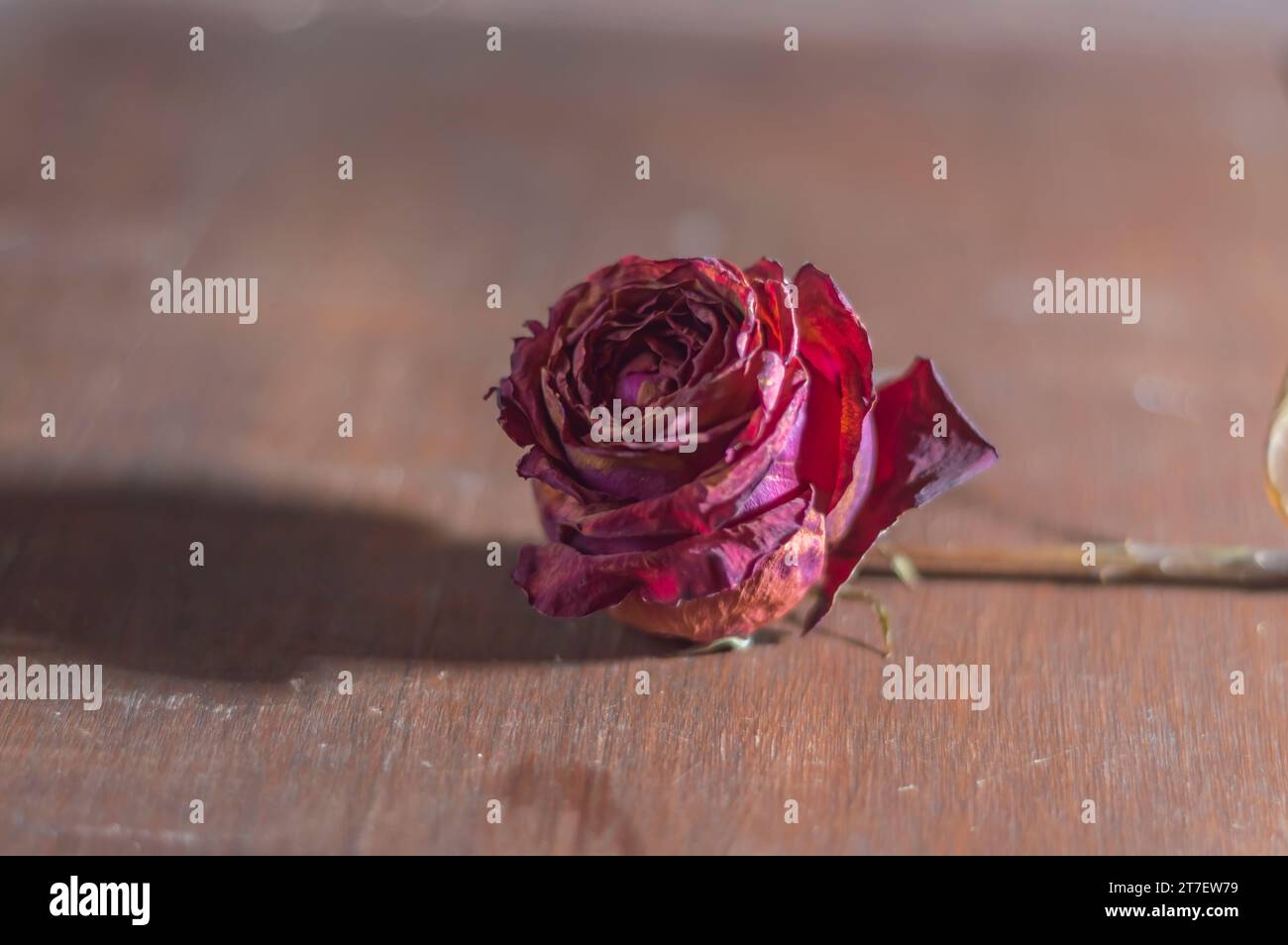 Dramatic themed roses, withered and lifeless roses, still life, coppy space and wooden ...