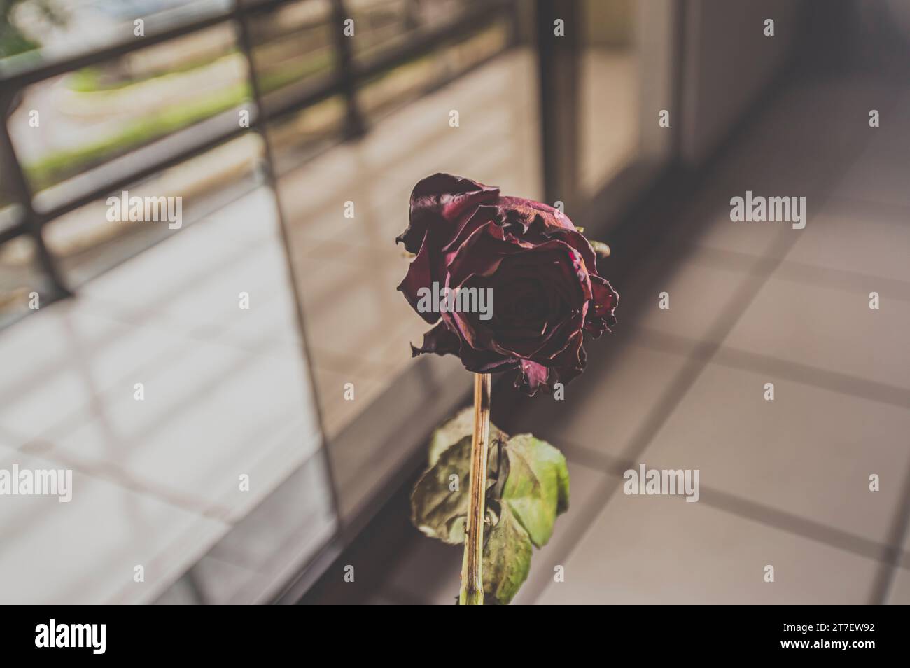 Dramatic themed roses, withered and lifeless roses, still life, coppy ...