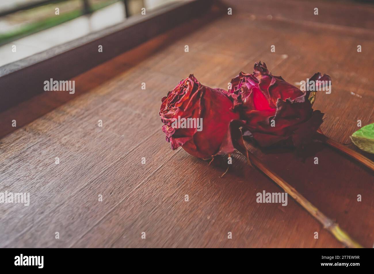 Dramatic themed roses, withered and lifeless roses, still life, coppy ...
