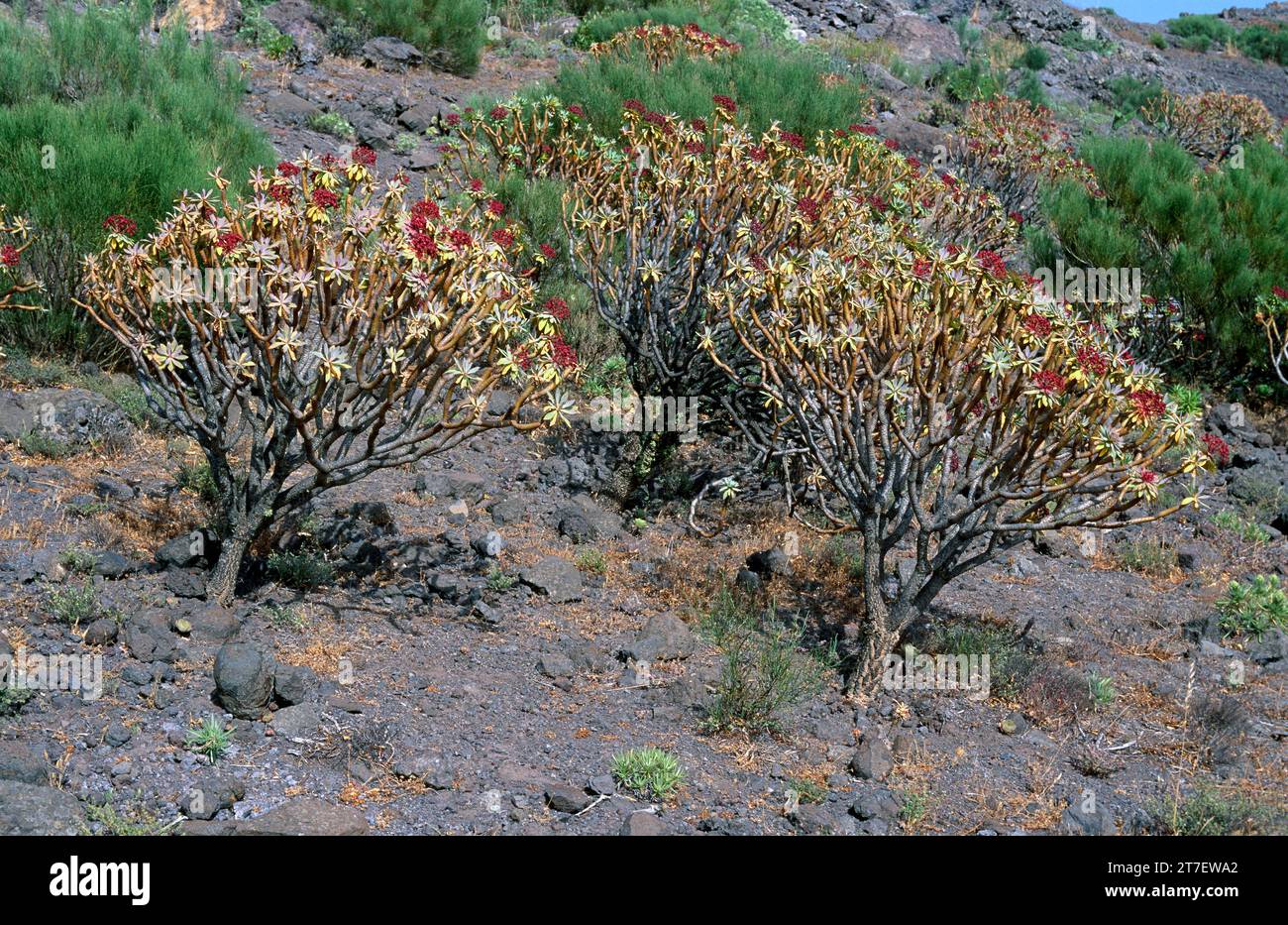 Tabaiba roja or tabaiba majorera (Euphorbia atropurpurea) is a shrub ...