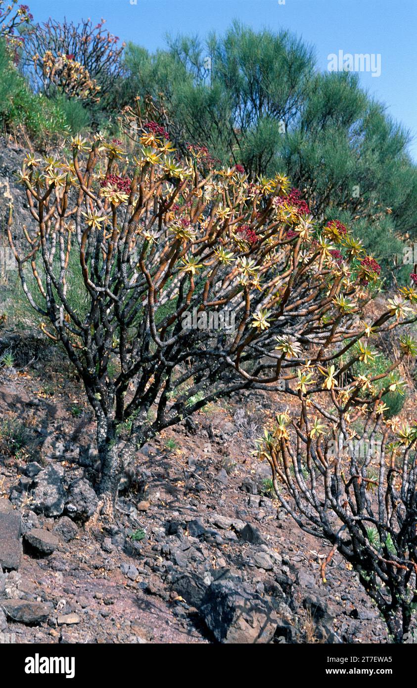 Tabaiba roja or tabaiba majorera (Euphorbia atropurpurea) is a shrub ...