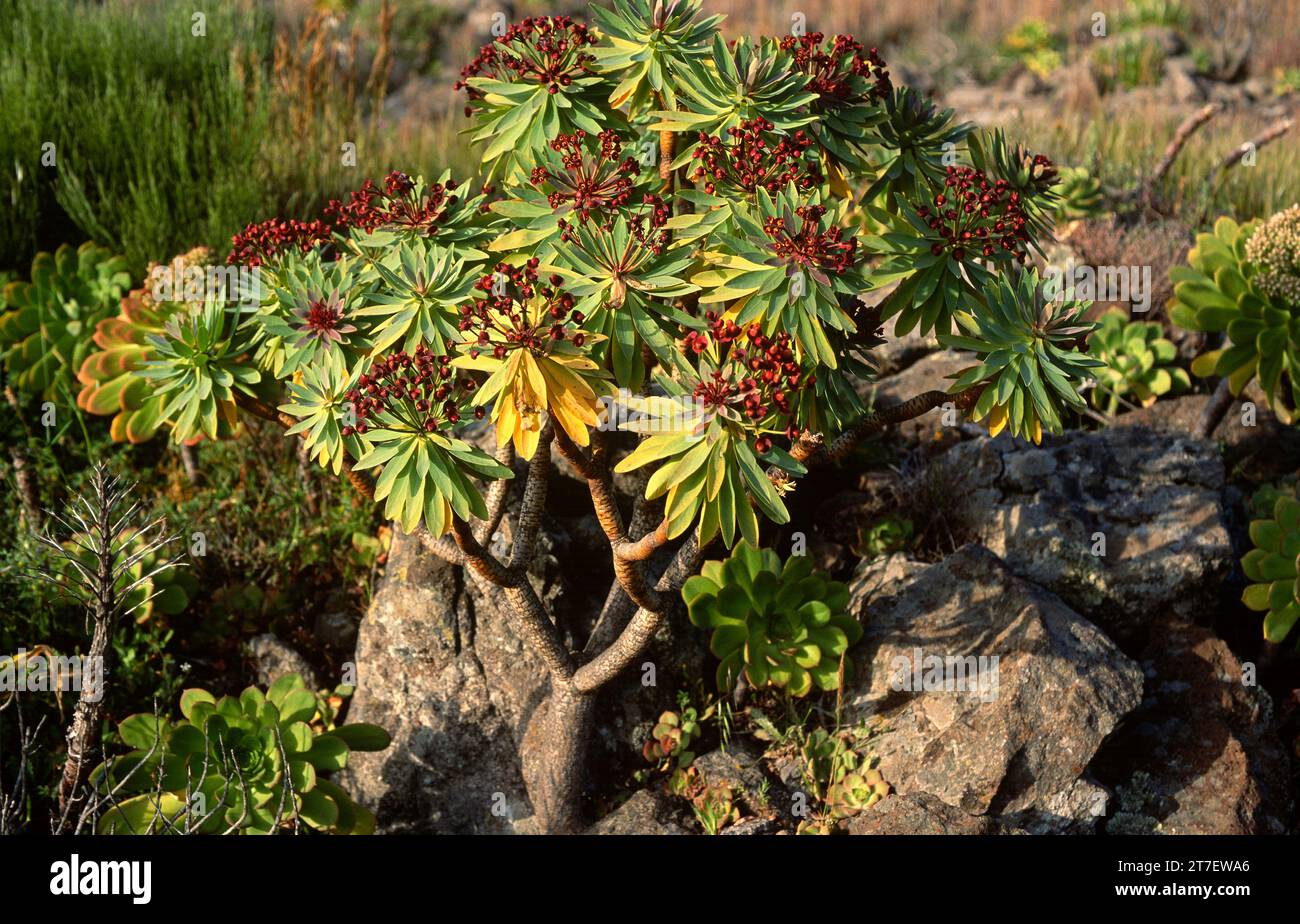 Tabaiba roja or tabaiba majorera (Euphorbia atropurpurea) is a shrub ...