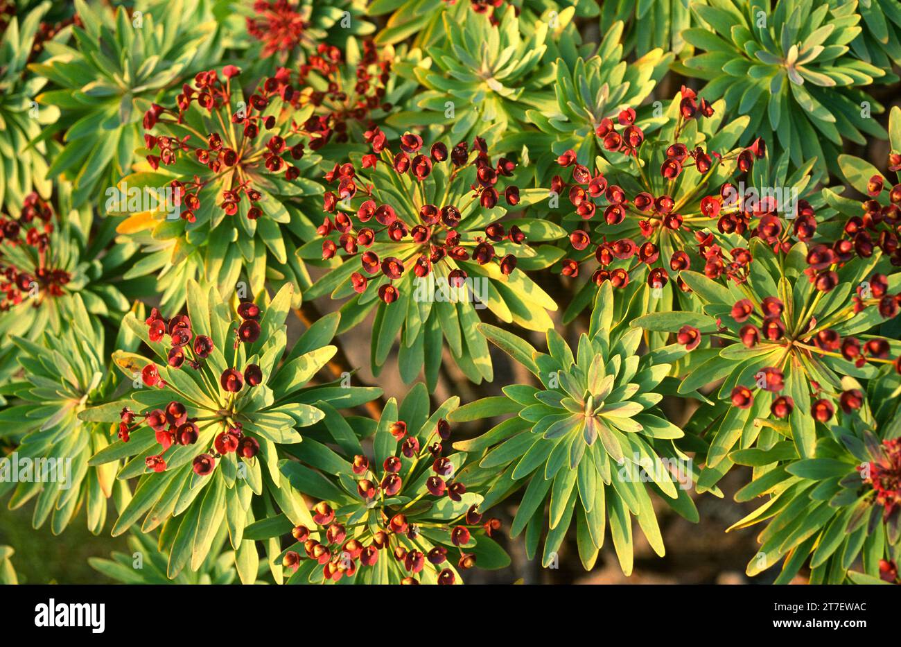 Tabaiba roja or tabaiba majorera (Euphorbia atropurpurea) is a shrub ...
