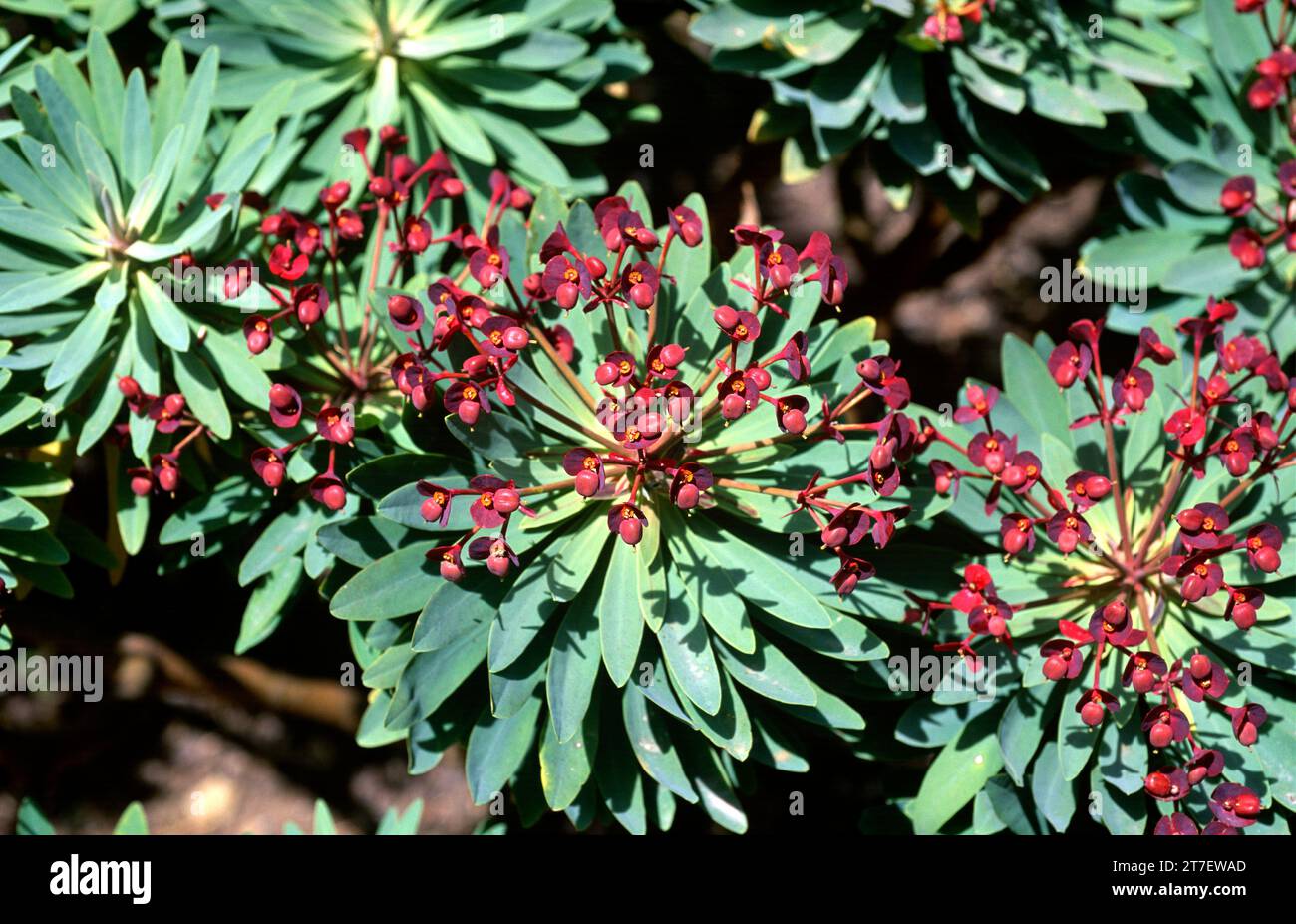 Tabaiba roja or tabaiba majorera (Euphorbia atropurpurea) is a shrub ...