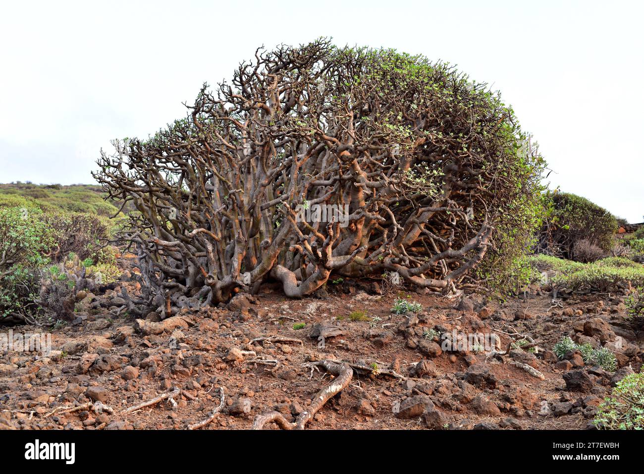 Tabaiba dulce (Euphorbia balsamifera) is a shrub endemic to Canary ...