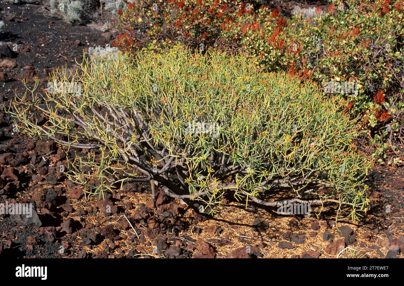 Tabaiba amarga euphorbia lamarckii hi-res stock photography and images ...