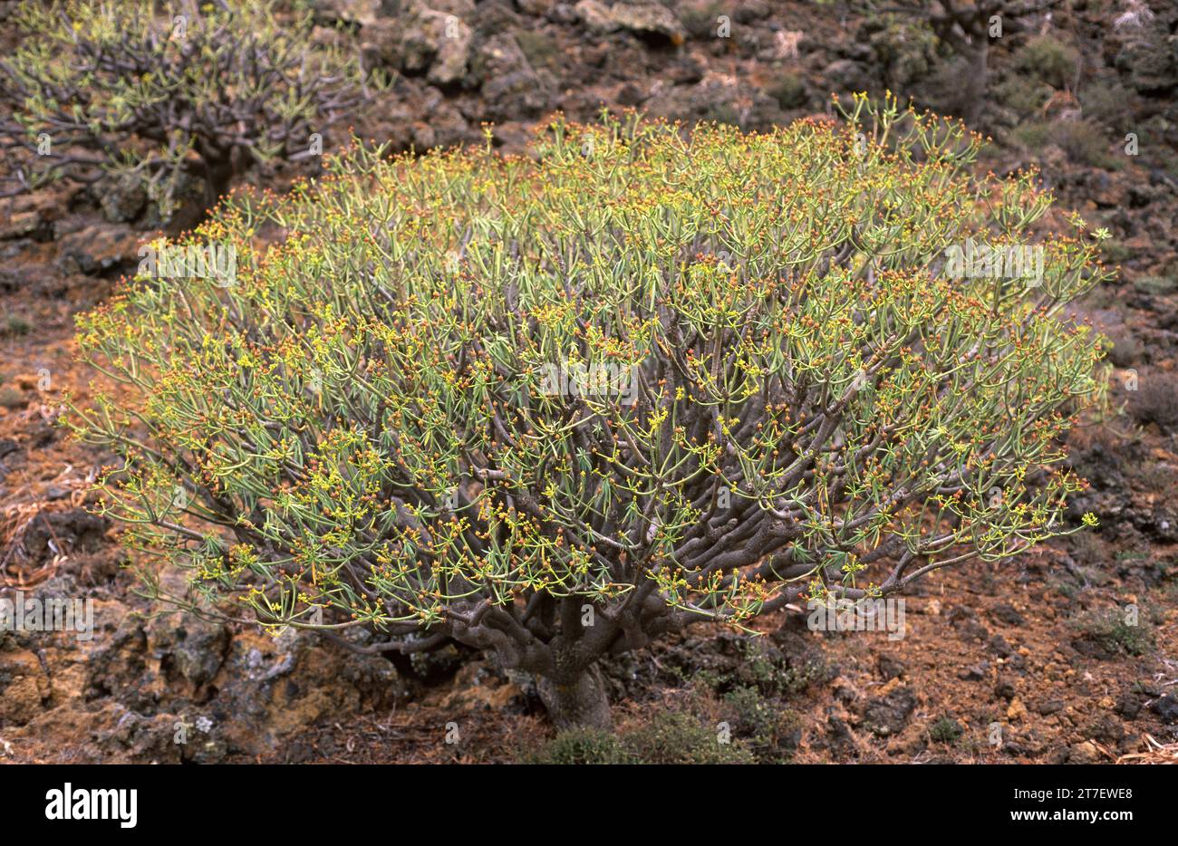 Tabaiba amarga or higuerilla (Euphorbia lamarckii, Euphorbia ...