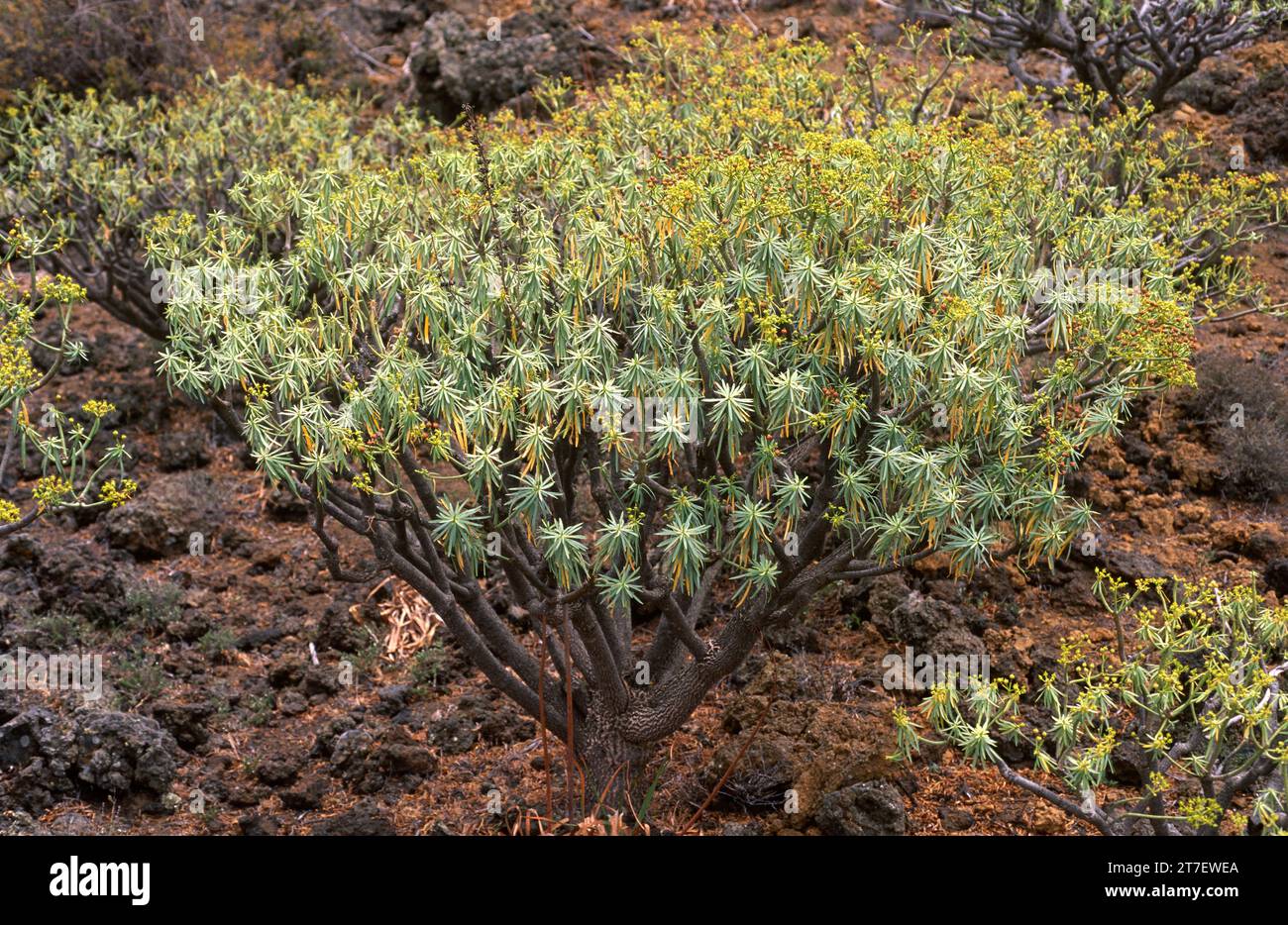 Tabaiba amarga or higuerilla (Euphorbia lamarckii, Euphorbia ...