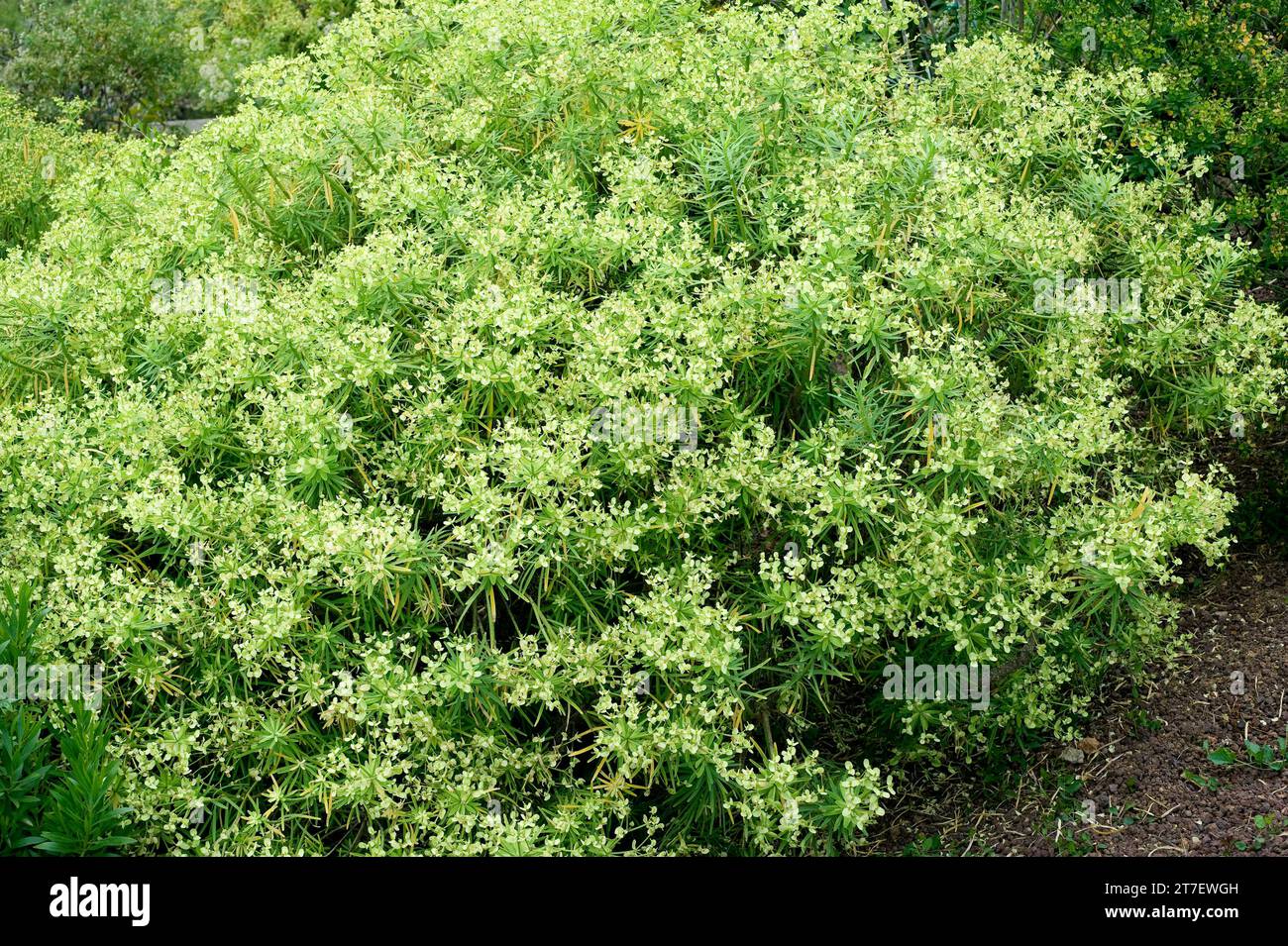 Tabaiba salvaje or tabaiba morisca (Euphorbia regis-jubae) is a shrub ...