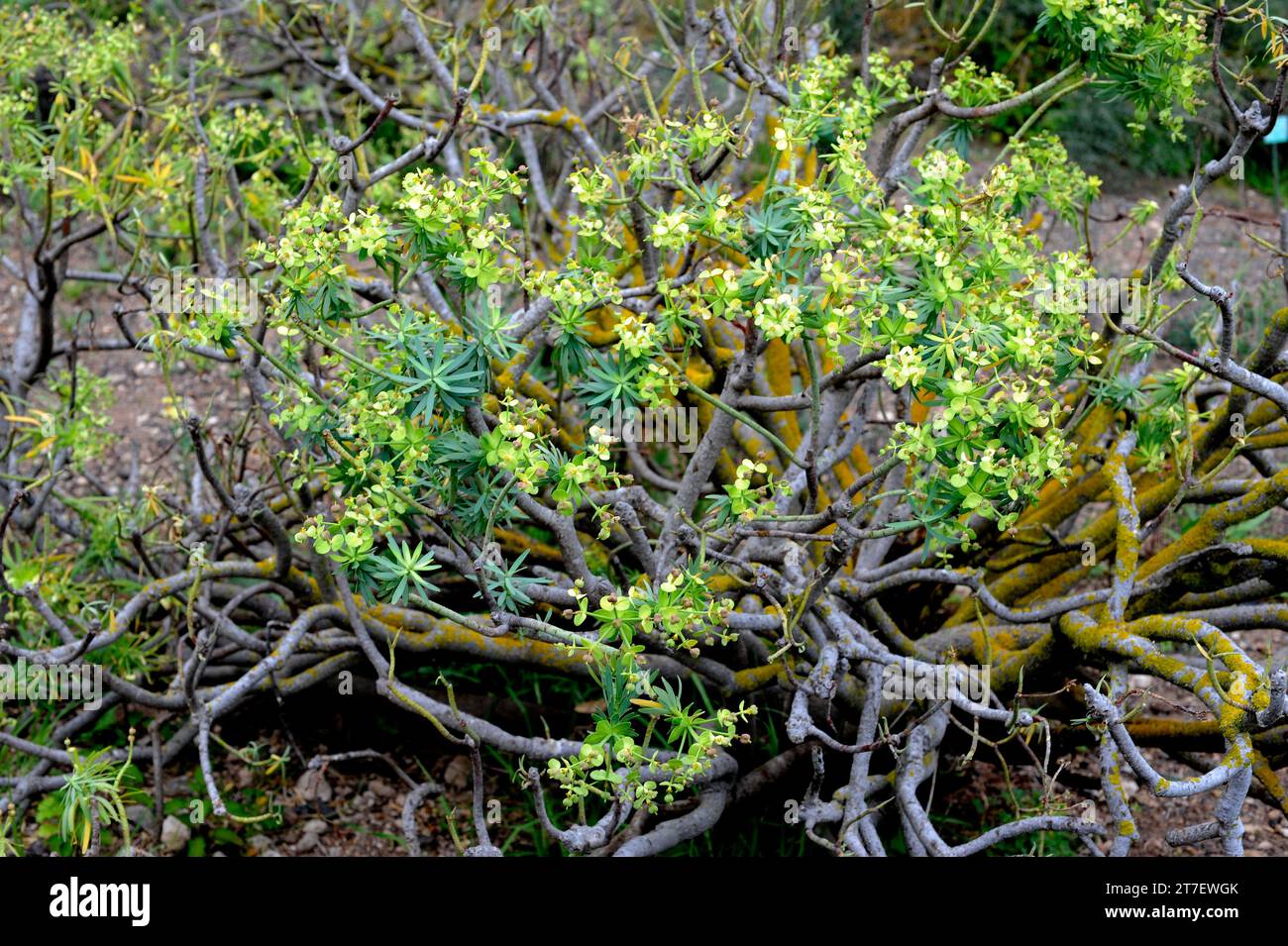 Tabaiba salvaje or tabaiba morisca (Euphorbia regis-jubae) is a shrub ...