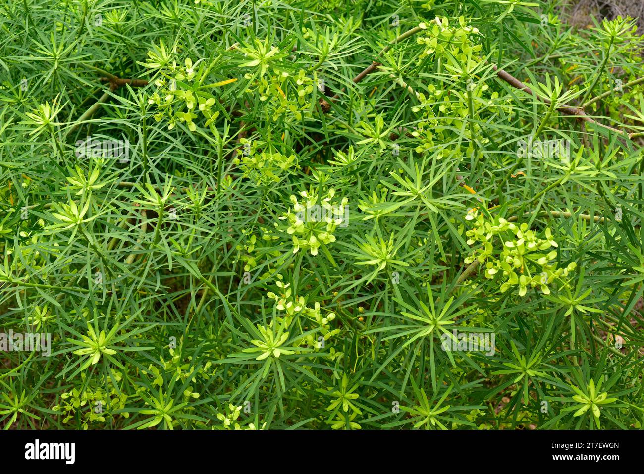 Tabaiba salvaje or tabaiba morisca (Euphorbia regis-jubae) is a shrub ...
