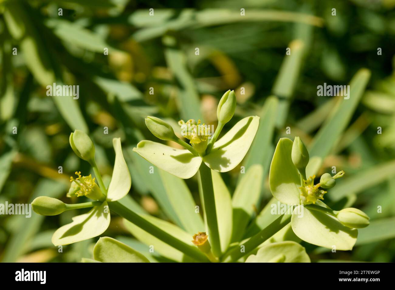 Tabaiba salvaje or tabaiba morisca (Euphorbia regis-jubae) is a shrub ...