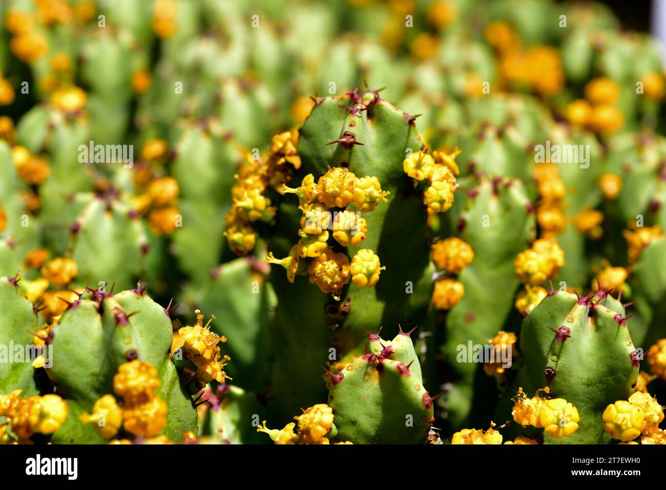 Resin spurge (Euphorbia resinifera) is a cactiform shrub endemic to ...