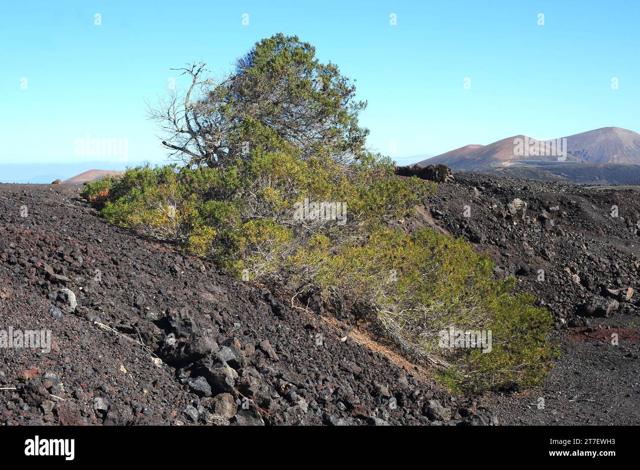 Coastal wattle or red-eyed wattle (Acacia cyclops) is a small tree ...