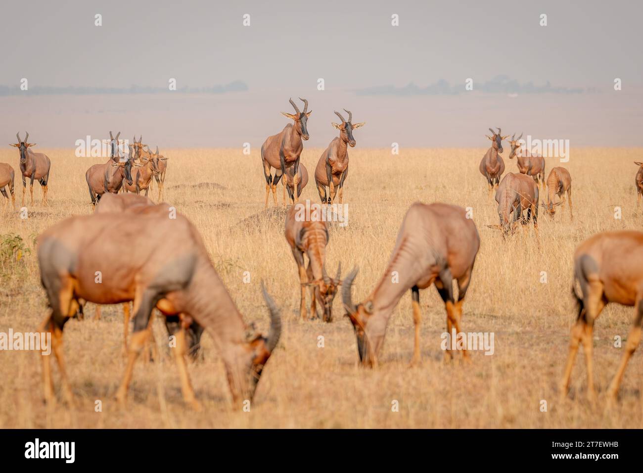 Topi Antelopes in Masai Mara Kenya Africa Stock Photo - Alamy