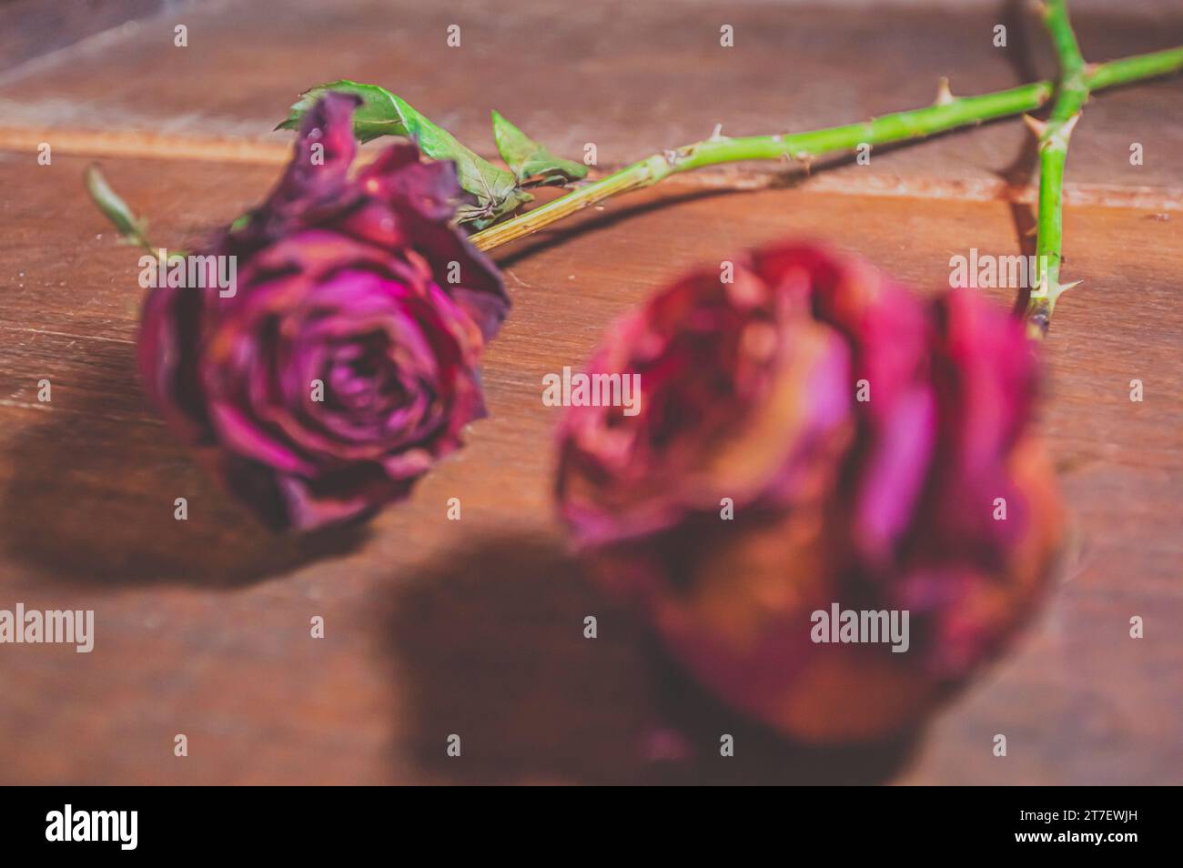 Dramatic themed roses, withered and lifeless roses, still life, coppy ...