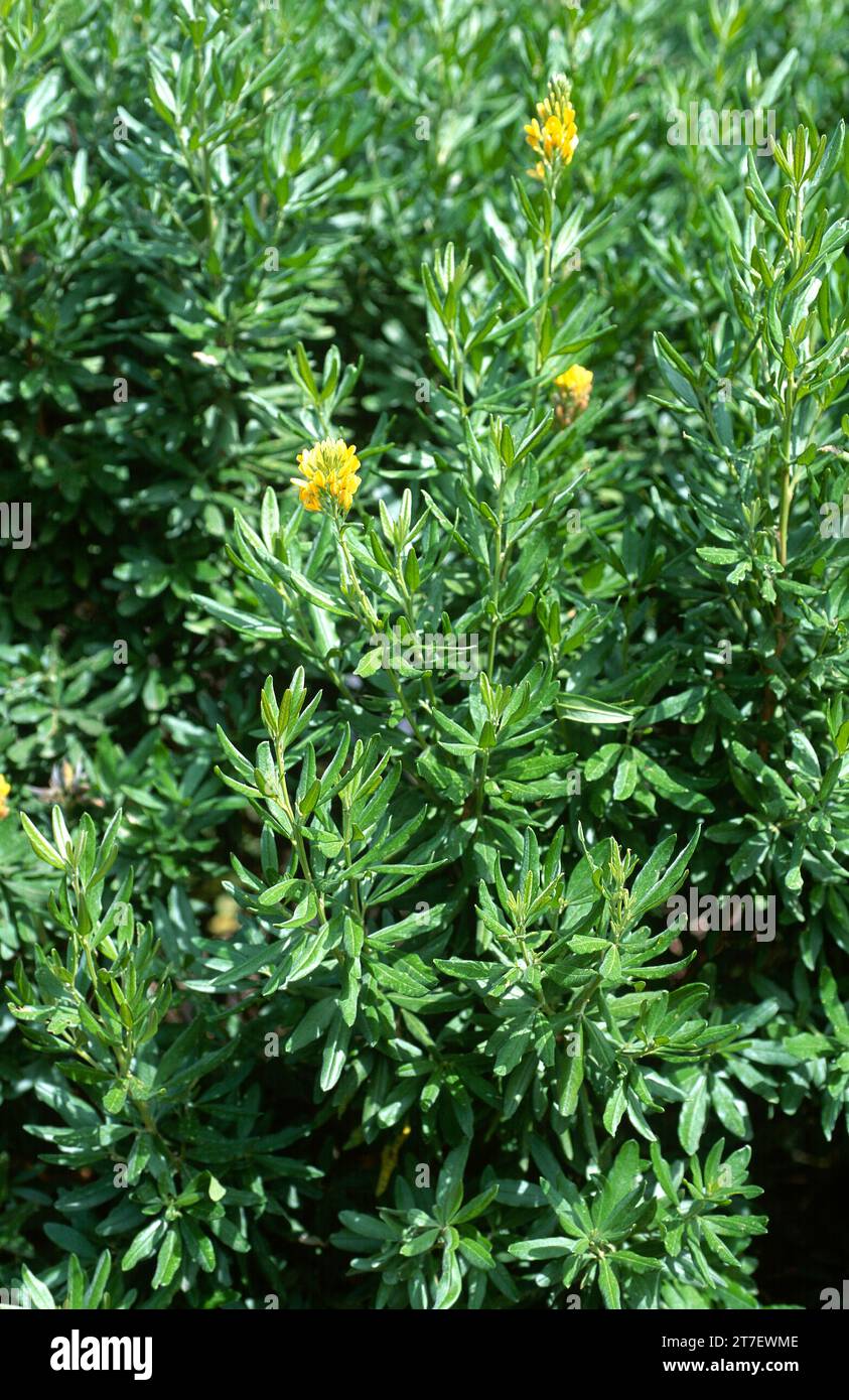 Needle-leaved broom (Genista linifolia) is a shrub native to Canary ...