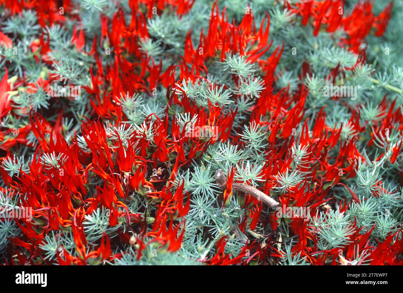 Lotus berthelotii parrots beak hi-res stock photography and images - Alamy