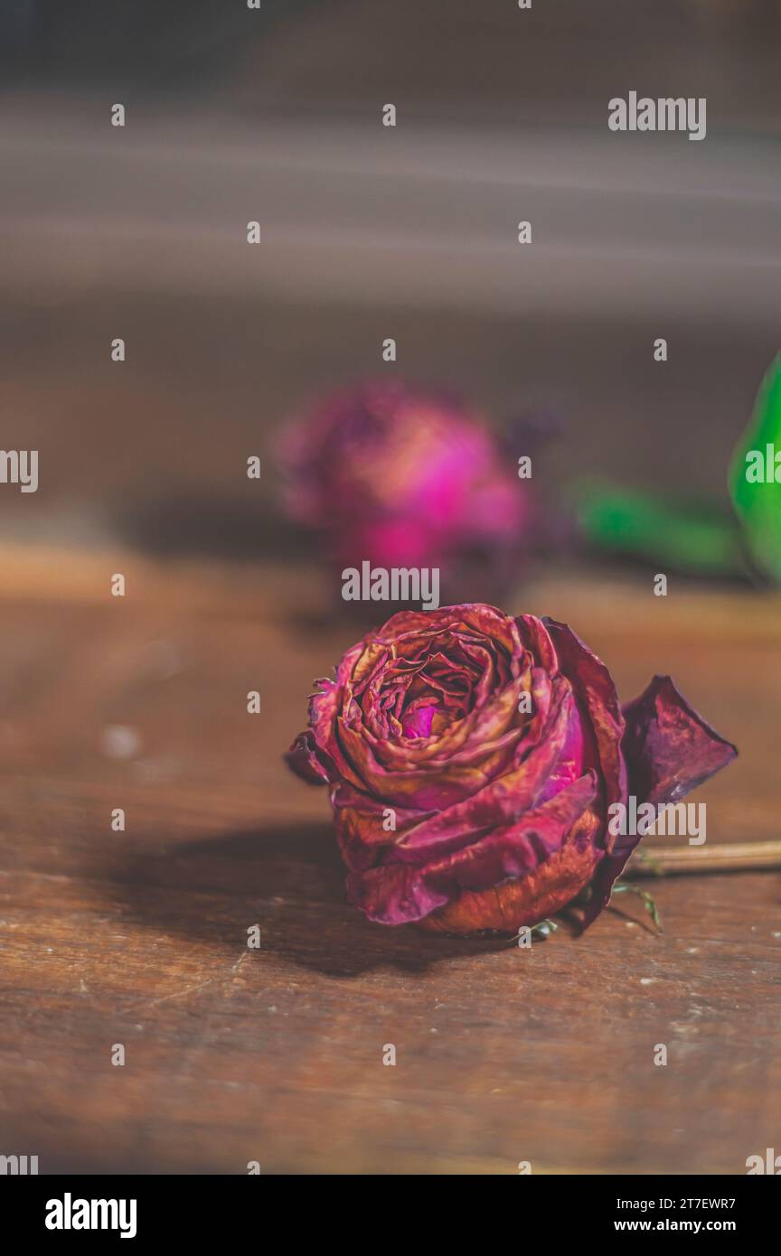 Dramatic themed roses, withered and lifeless roses, still life, coppy ...