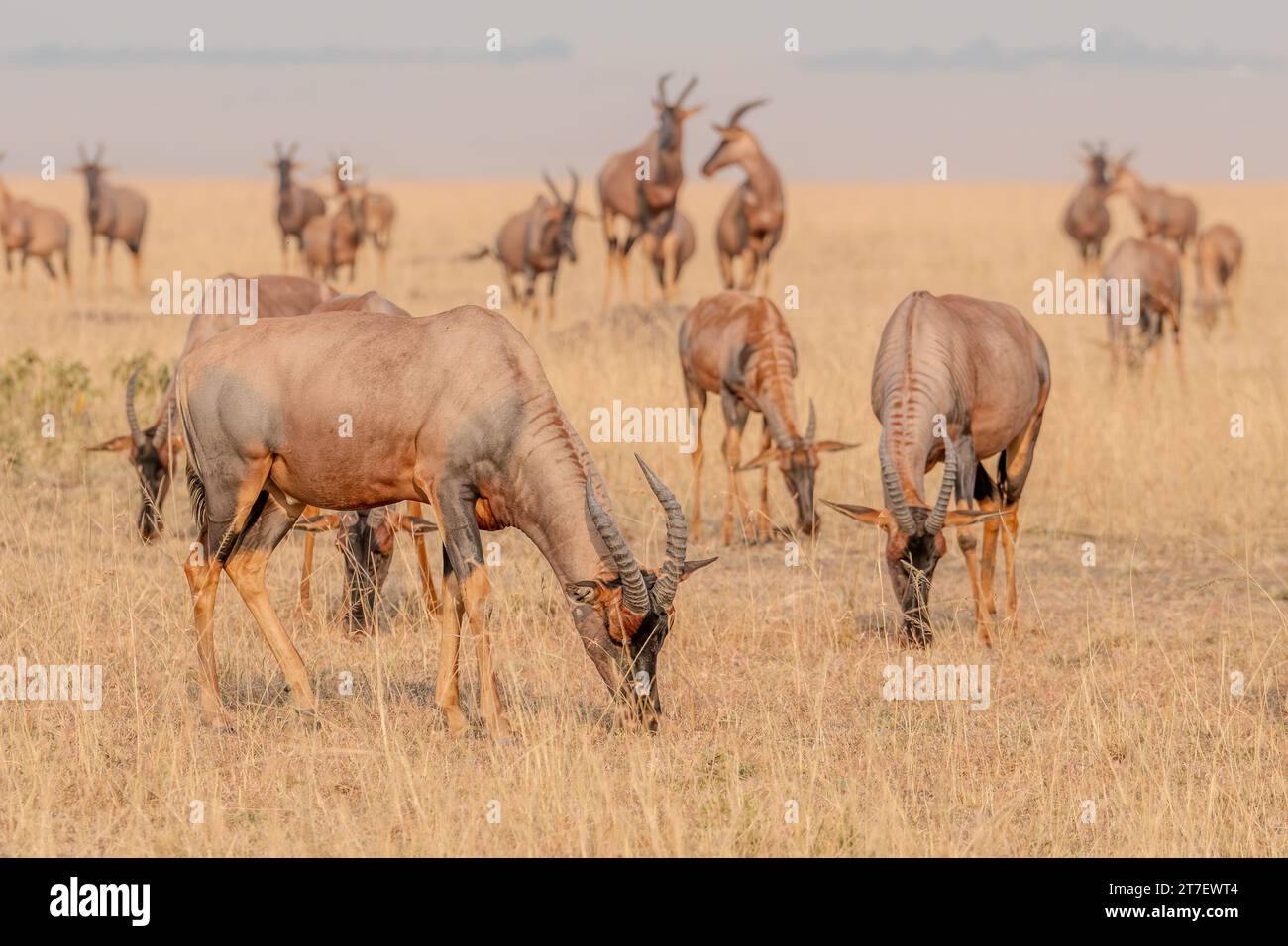 Topi Antelopes in Masai Mara Kenya Africa Stock Photo - Alamy