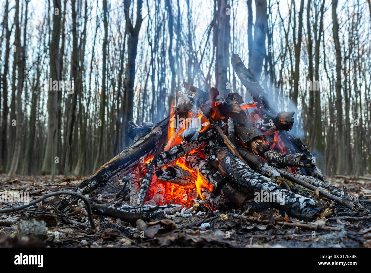 Campfire in the spring forest. Rest on the weekend. Danger of forest ...