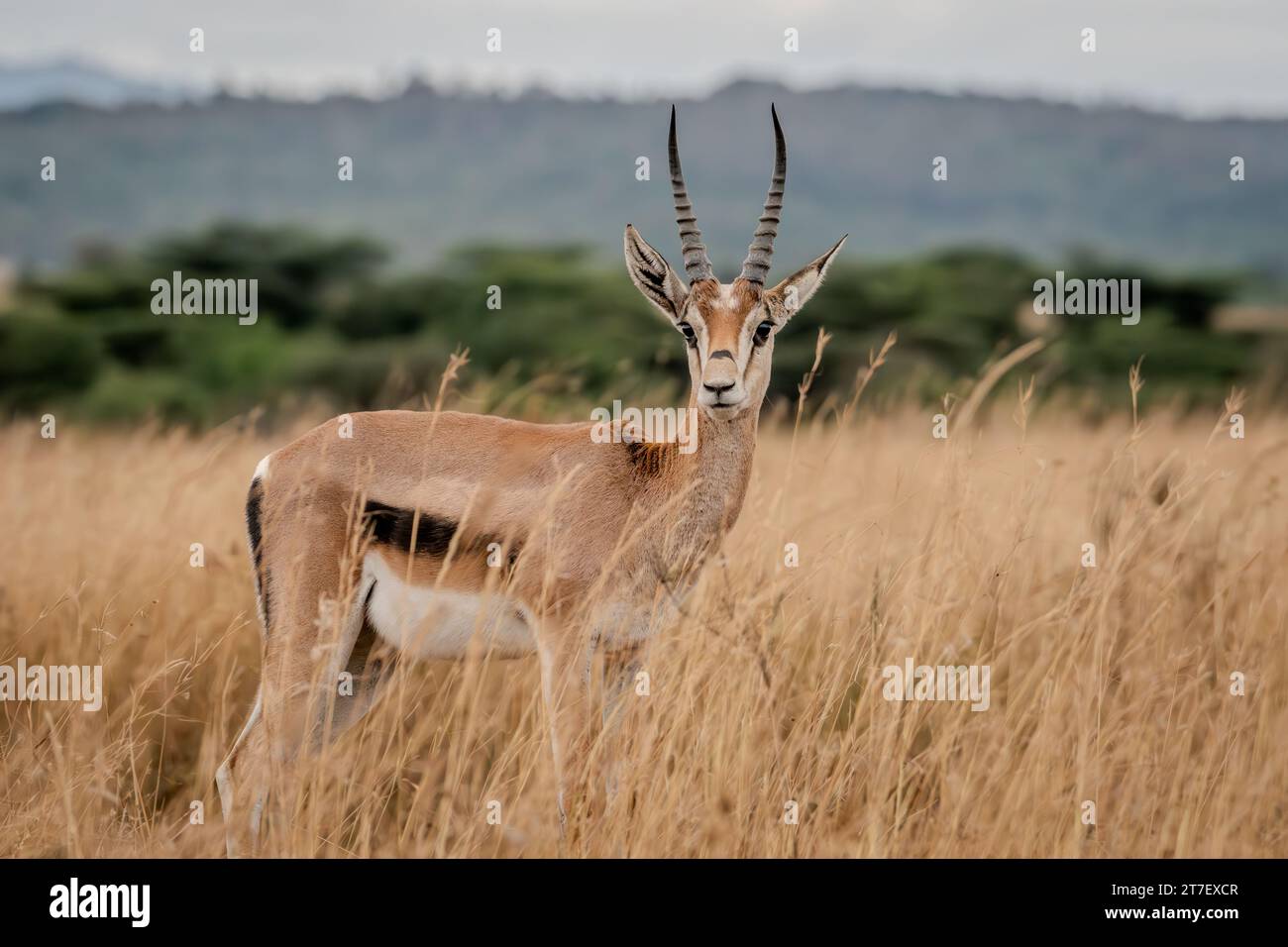 Thomson's Gazelle Antelopes in Masai Mara Kenya Africa Stock Photo - Alamy