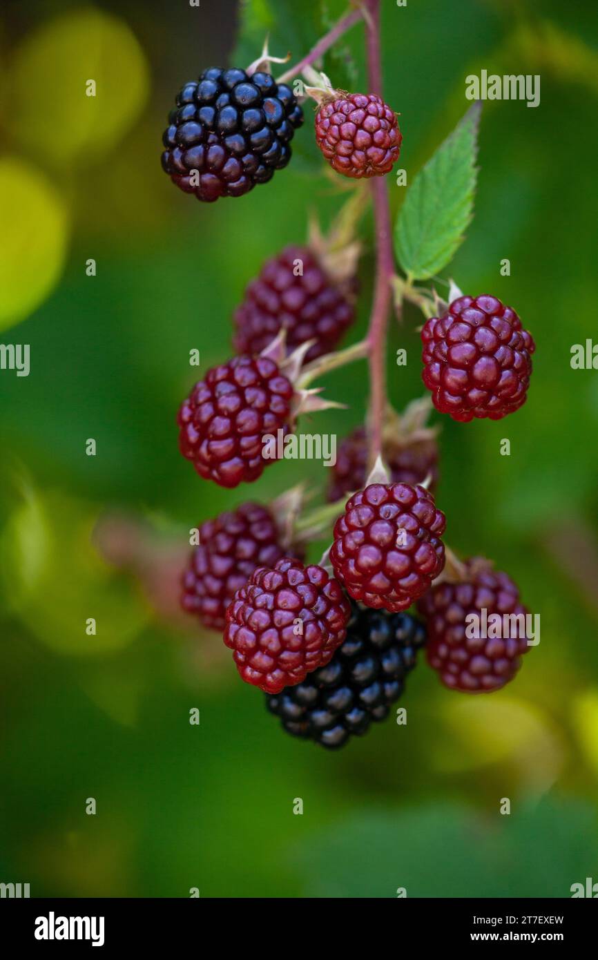 Ripe and unripe blackberries on the bush. Blackberries on the bush in ...
