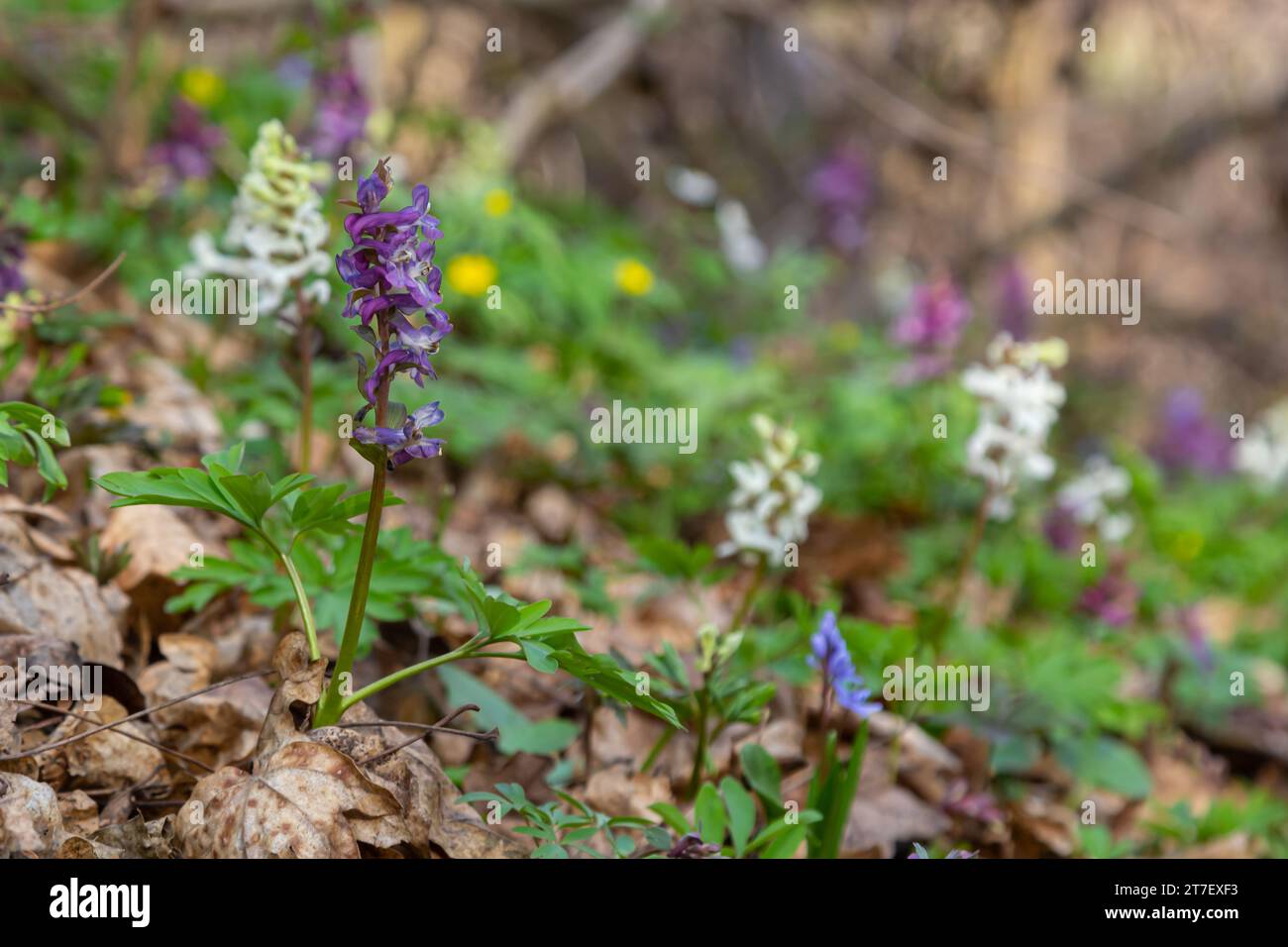Hollow root corydalis cava blooming hi-res stock photography and images ...