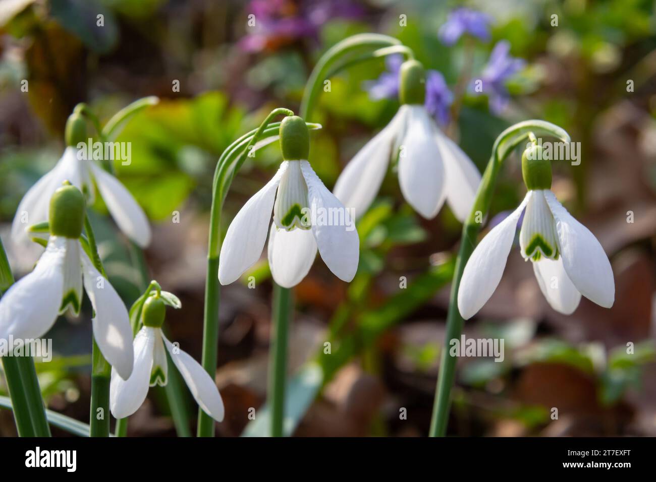 Flowers snowdrops in garden, sunlight. First beautiful snowdrops in ...