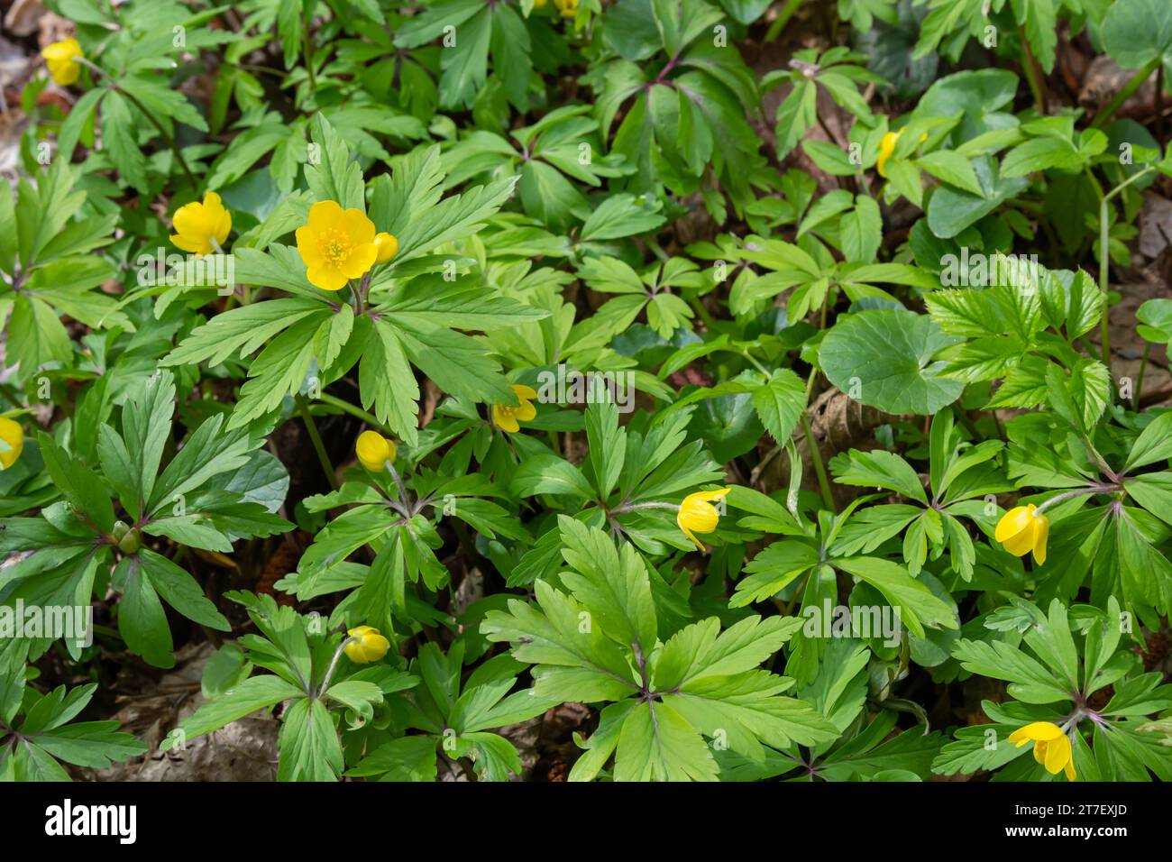 In the spring in the wild forest blooms anemone yellow Anemone ...