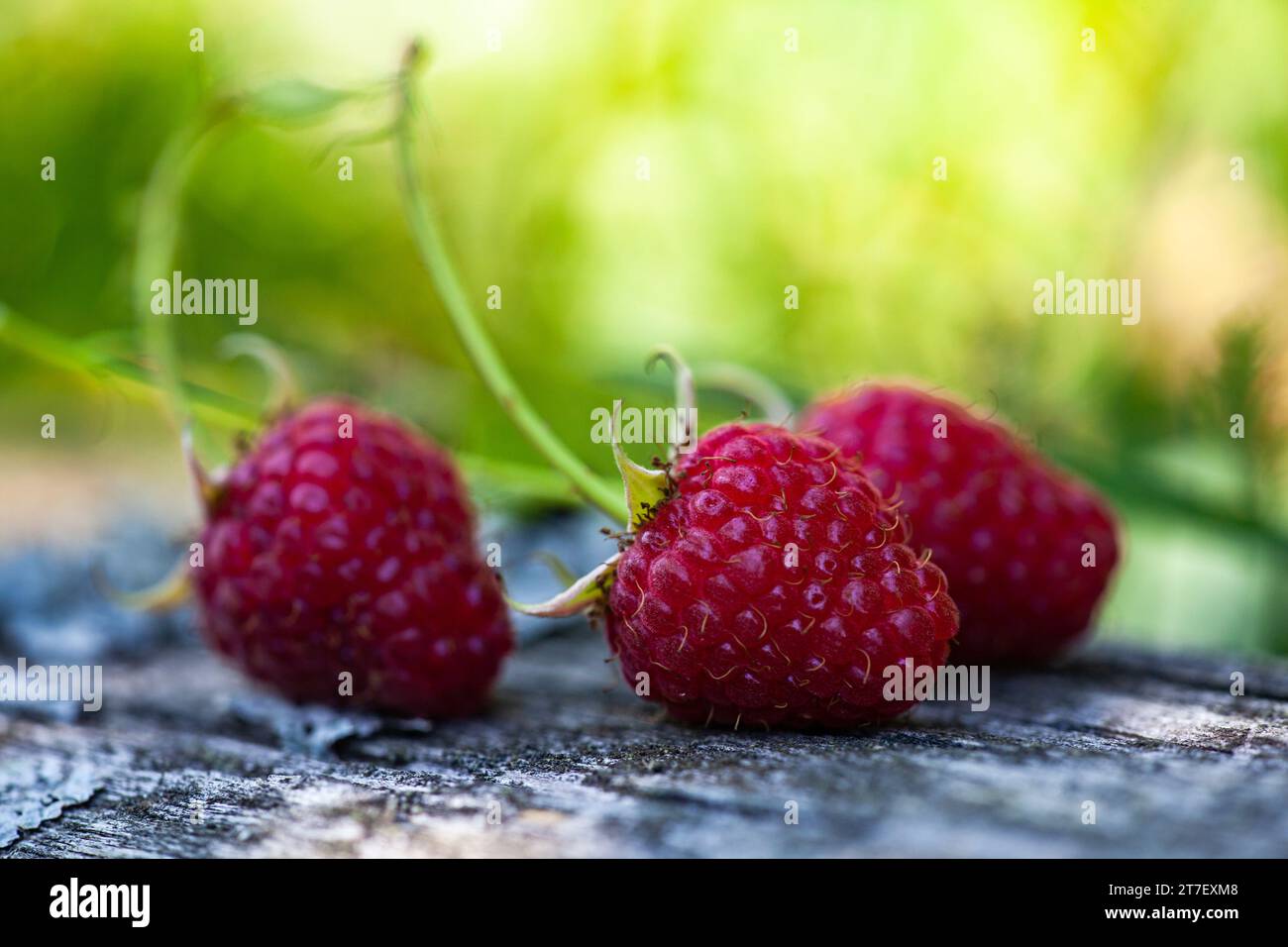 Juicy, just harvested raspberries arranged on a weathered, vintage ...