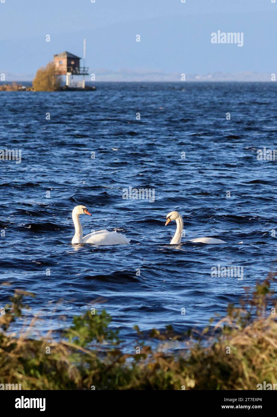 Kinnego, Lough Neagh, County Armagh, Northern Ireland, UK. 15th Nov ...