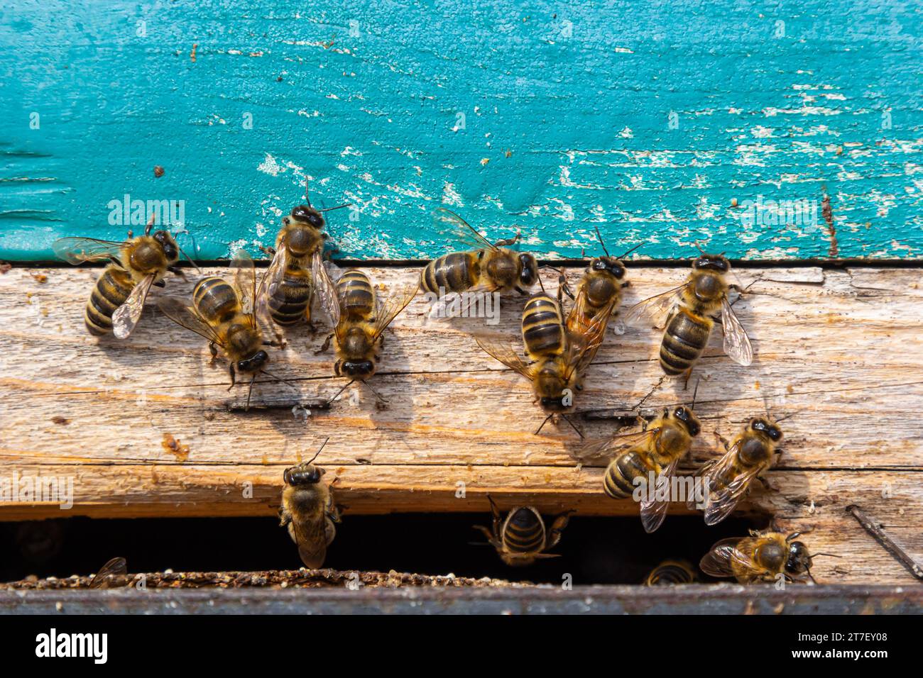 A lot of bees returning to bee hive and entering beehive with collected ...