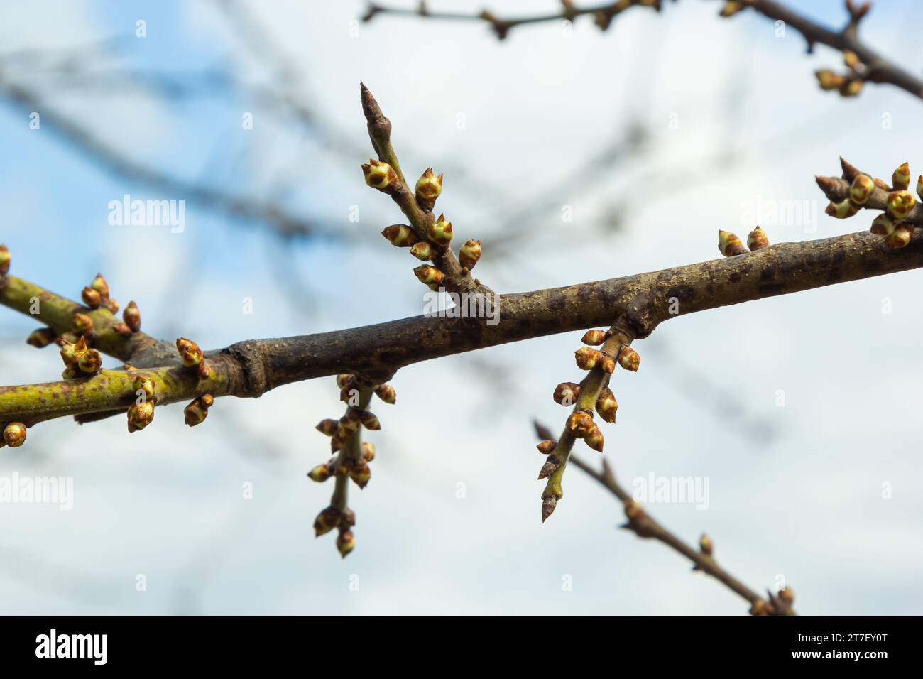 budding buds on a tree branch in early spring macro Stock Photo - Alamy