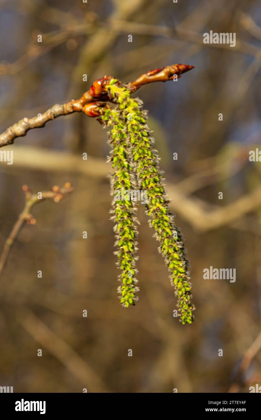 Grey poplar catkins hi-res stock photography and images - Alamy