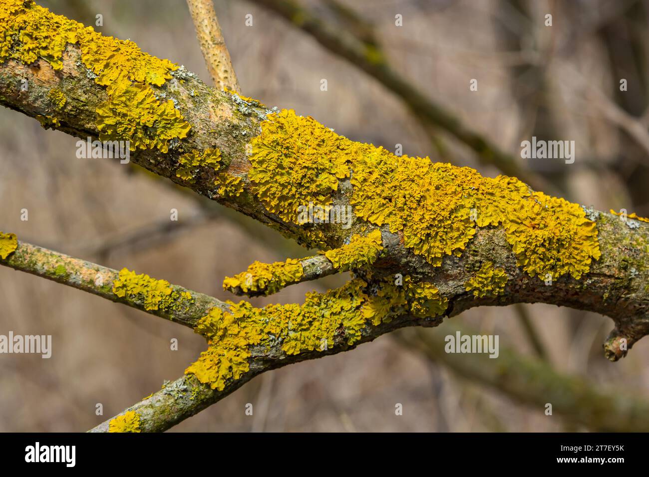 Xanthoria parietina, common orange lichen, yellow scale, maritime ...