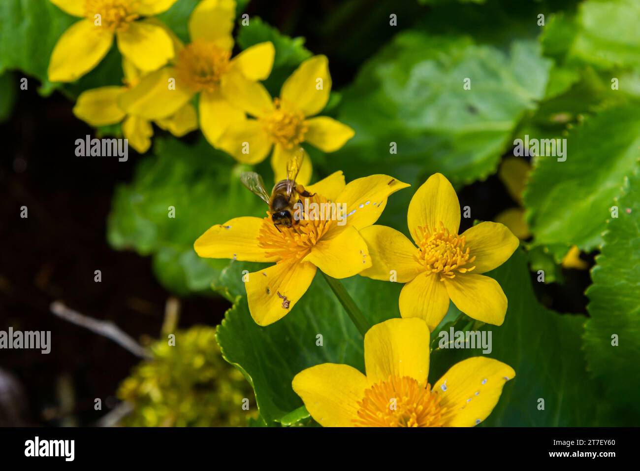 In a swamp, in the alder forest blossom Caltha palustris Stock Photo ...