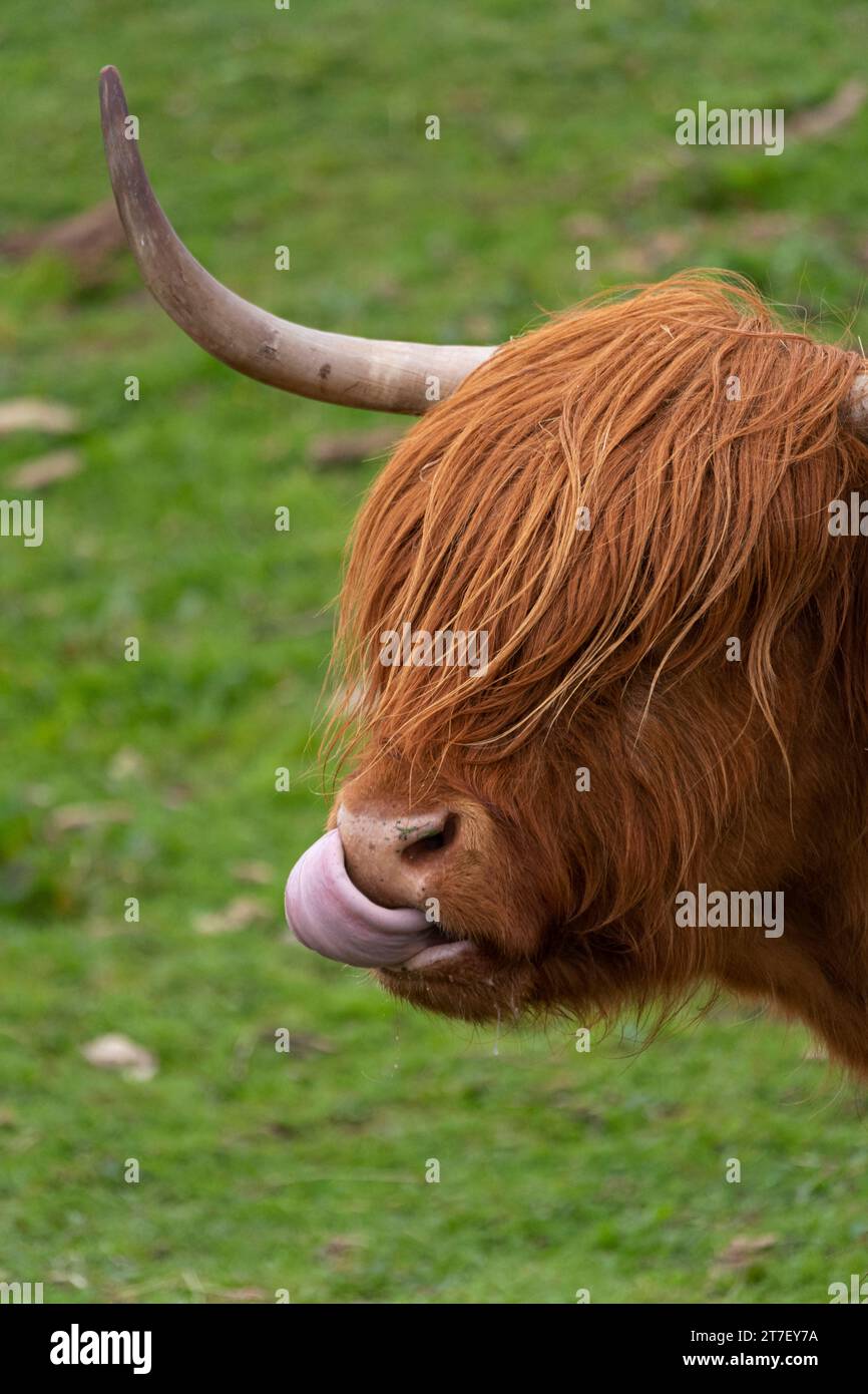 A Highland coo in pasture, Scottish Highlands Stock Photo - Alamy